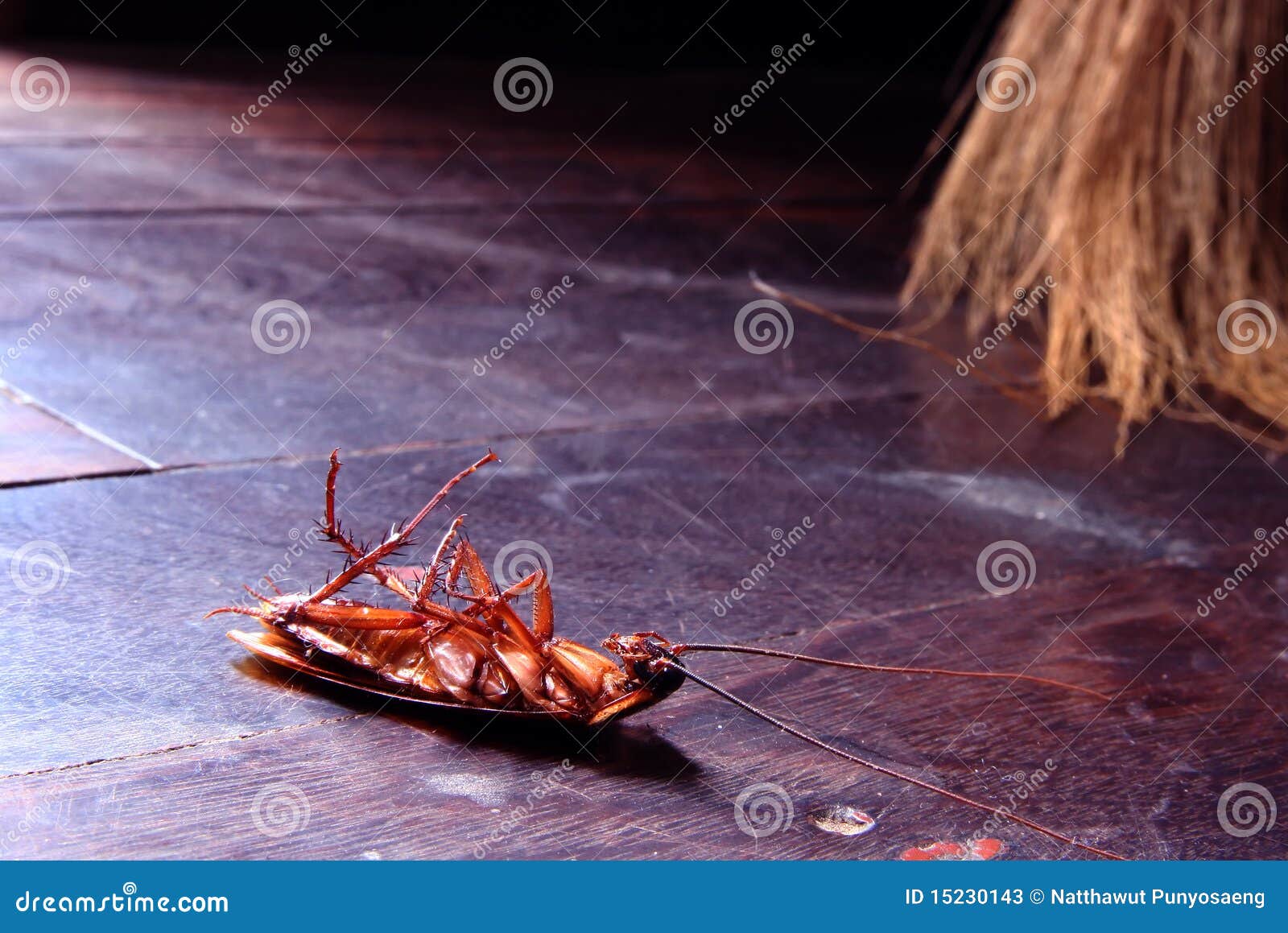 Cockroach stock image. Image of beautiful, closeup, creature - 15230143