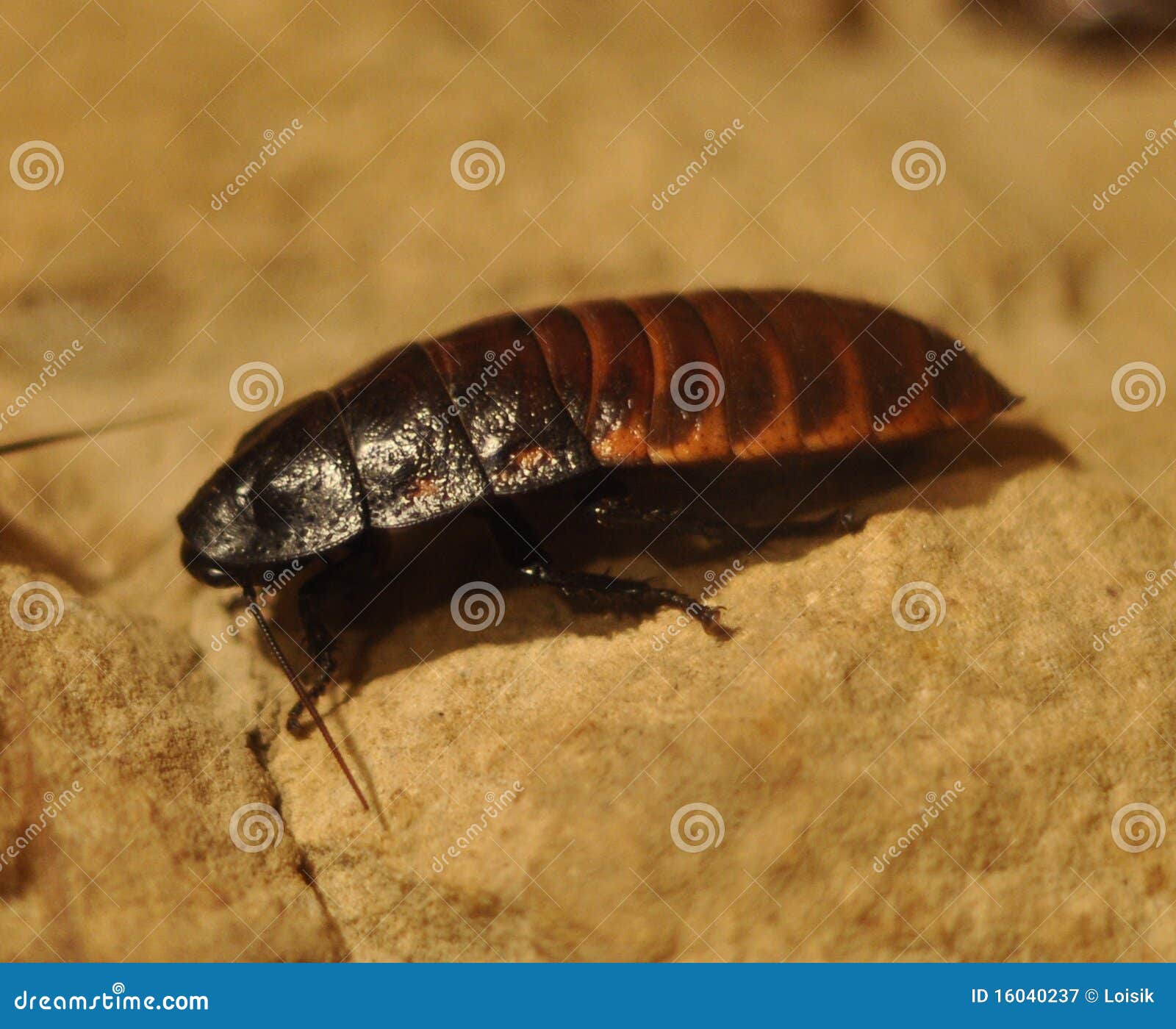 Cockroach stock image. Image of crawling, animal, antenna - 16040237