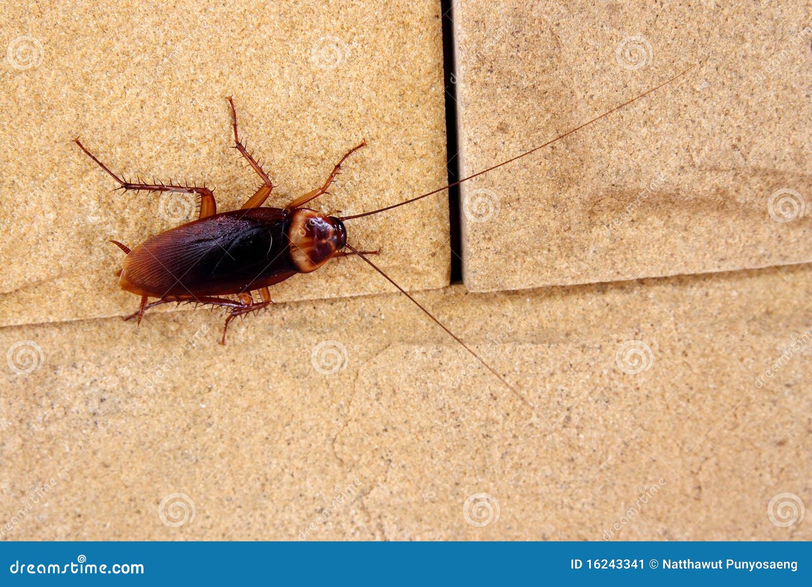 667 Cockroach Antennae Photos - Free & Royalty-Free Stock Photos from ...