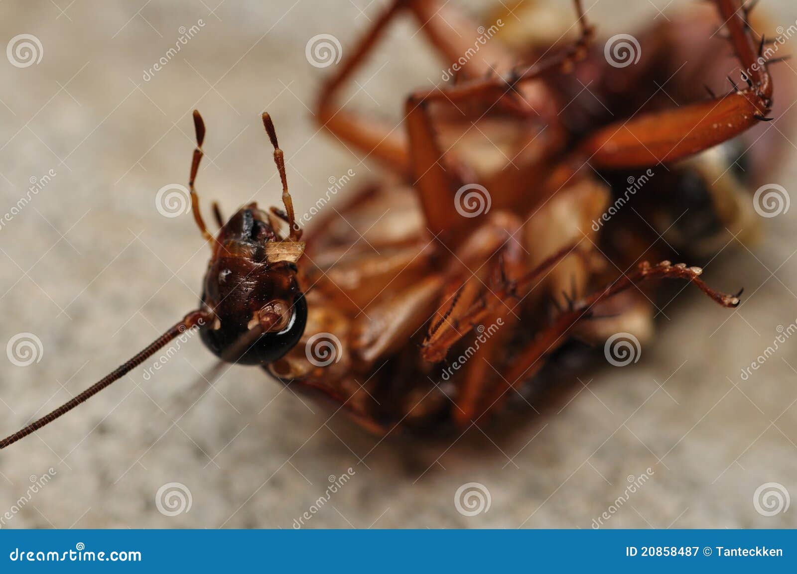 Cockroach stock image. Image of hairy, back, macro, roach - 20858487