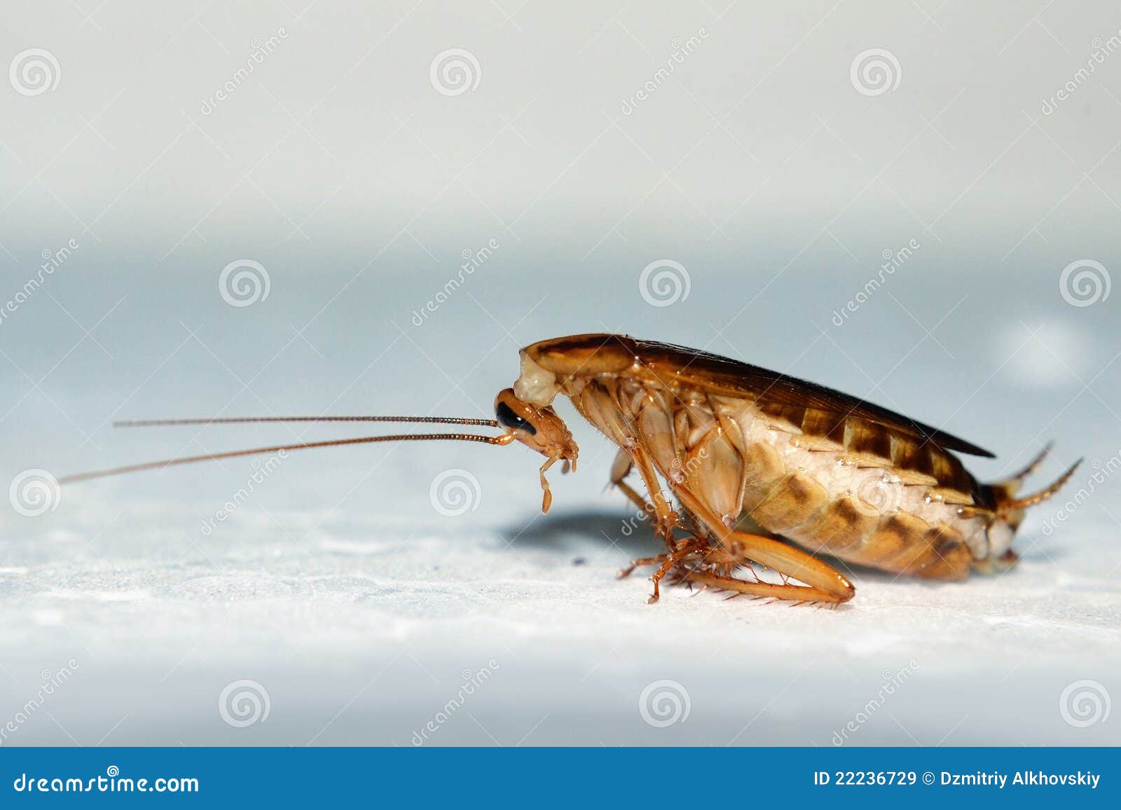 Cockroach stock image. Image of huge, animal, hygiene - 22236729