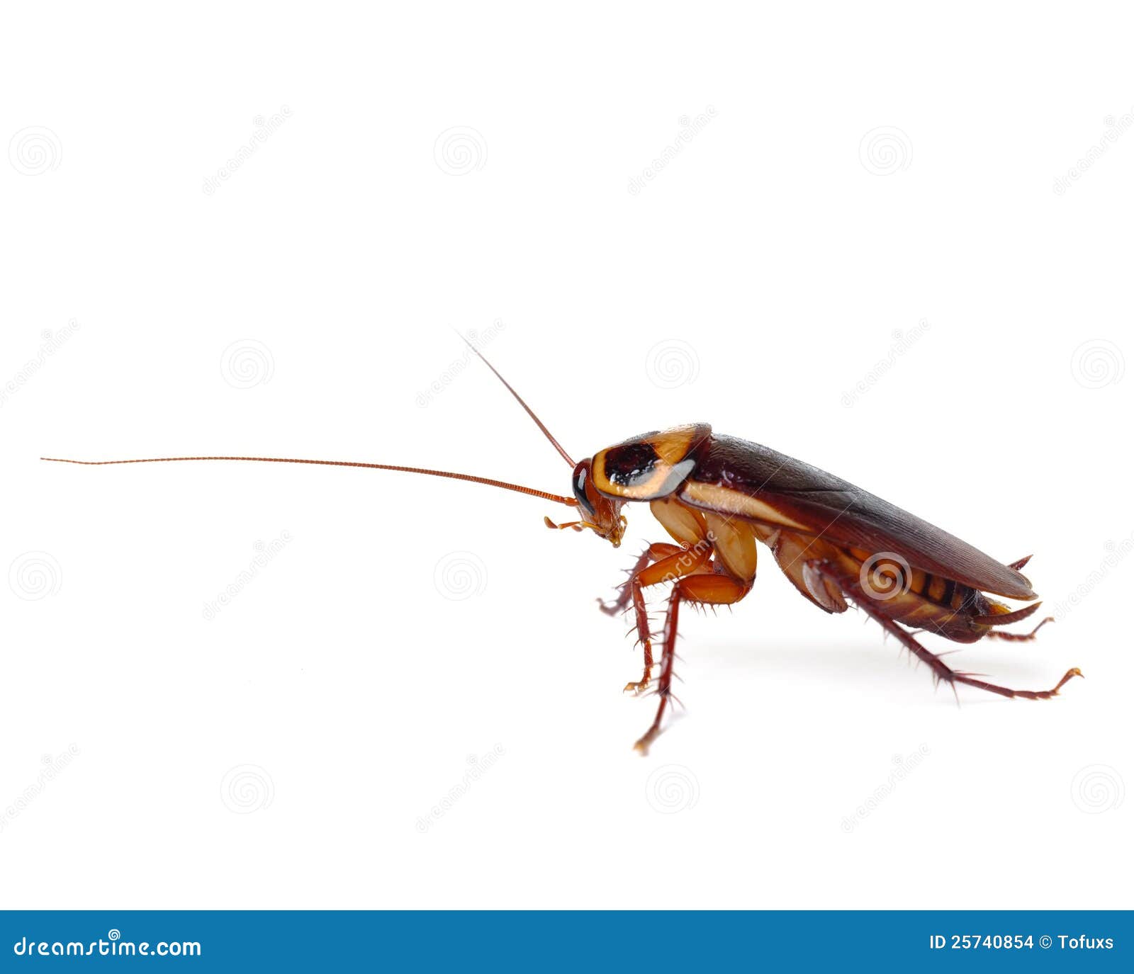Cockroach And Rat Stock Photography | CartoonDealer.com #84724094