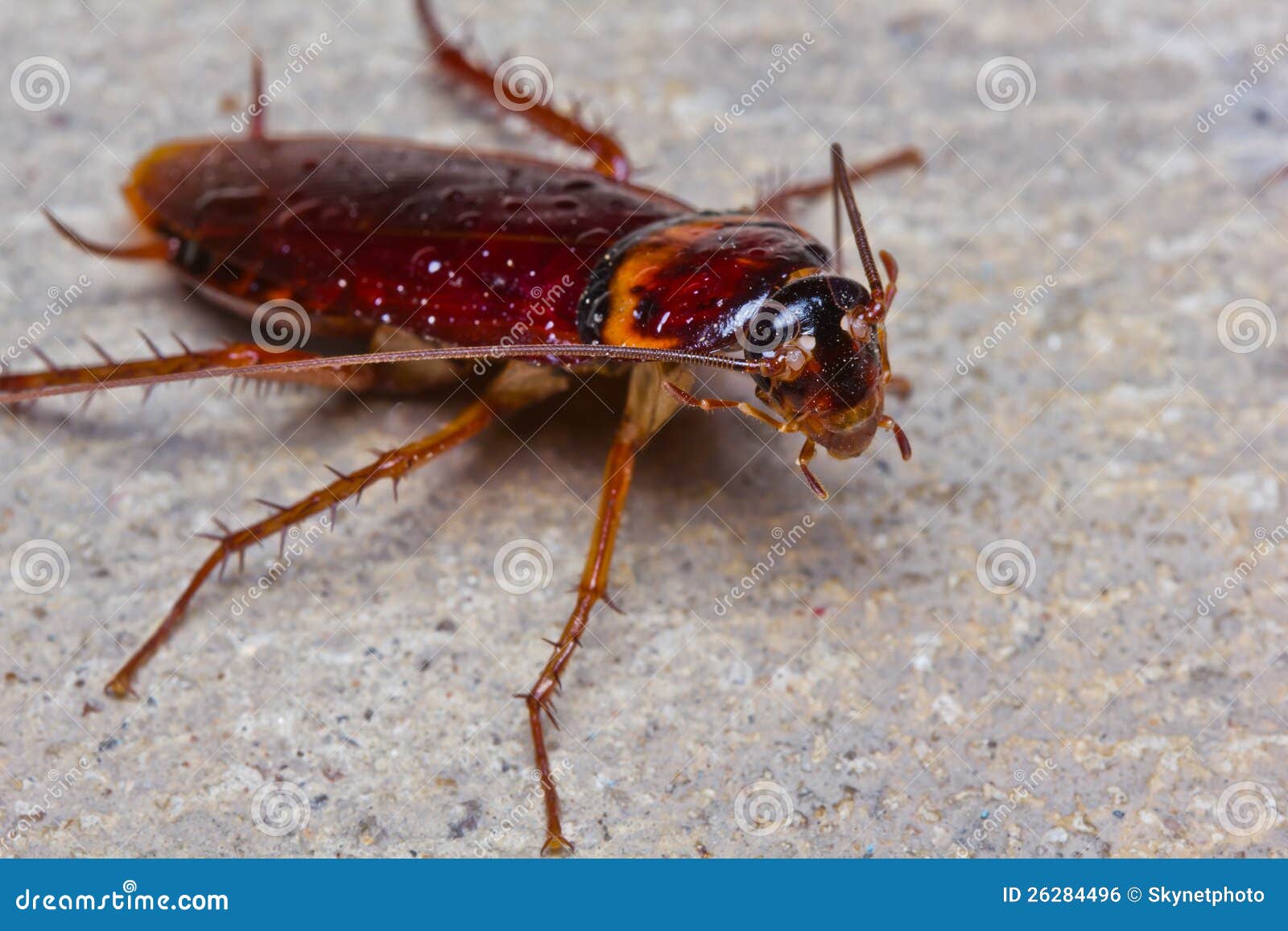Cockroach stock photo. Image of color, abdomen, animal - 26284496