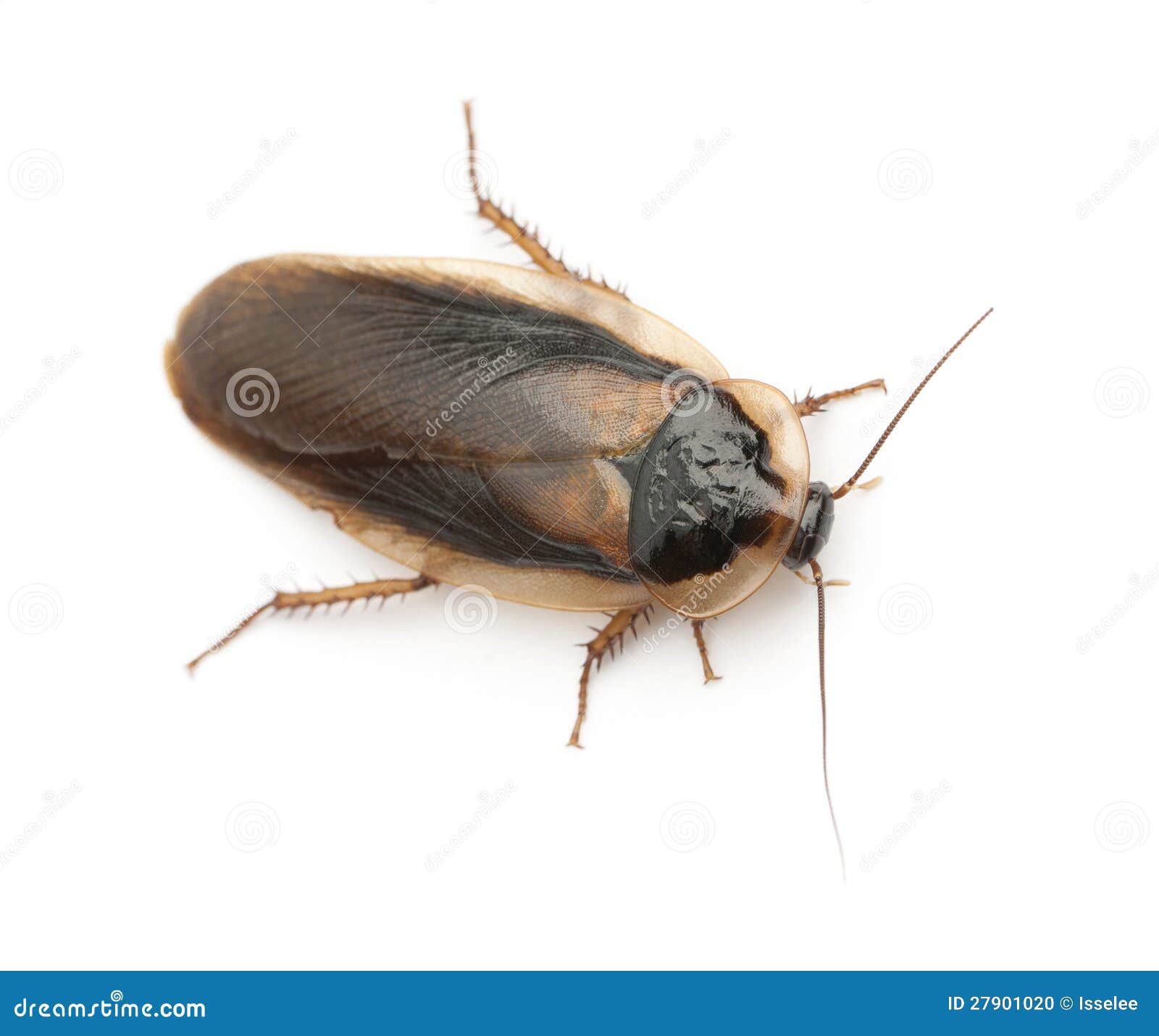 Cockroach stock photo. Image of wild, brown, shot, black - 27901020