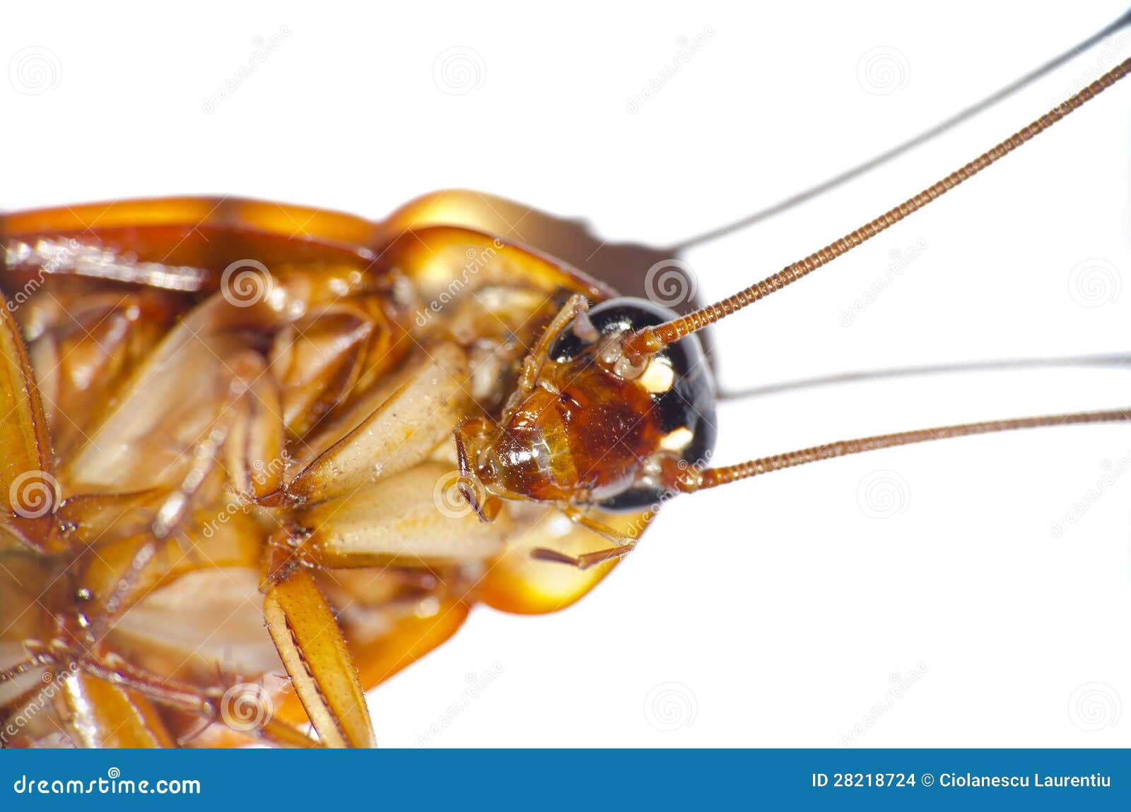 Cockroach stock photo. Image of legs, body, back, dirt - 28218724