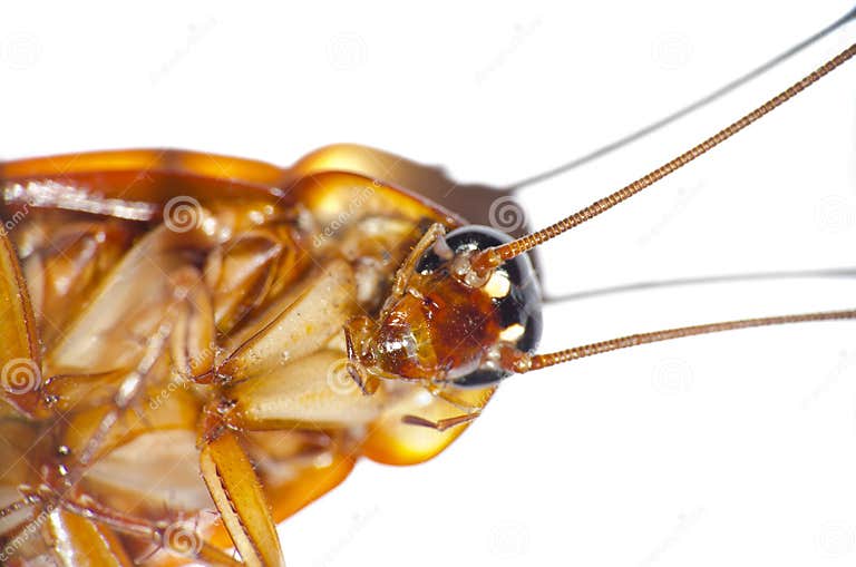 Cockroach stock photo. Image of legs, body, back, dirt - 28218724