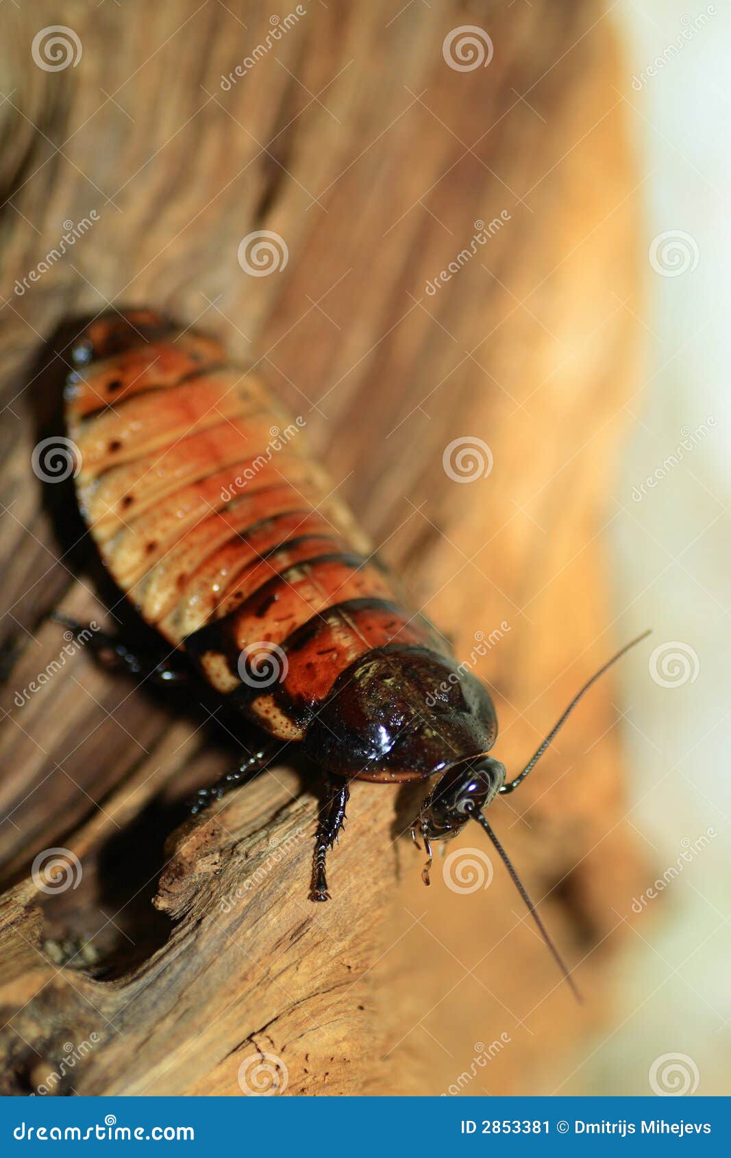 Cockroach stock image. Image of cockroach, pest, nature - 2853381