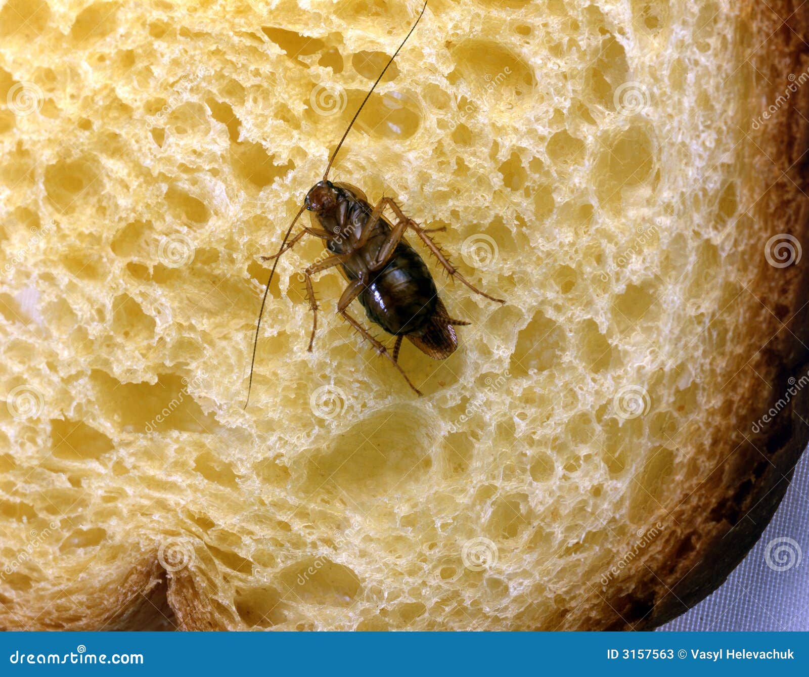 Cockroach, stock image. Image of poison, cockroach, life - 3157563