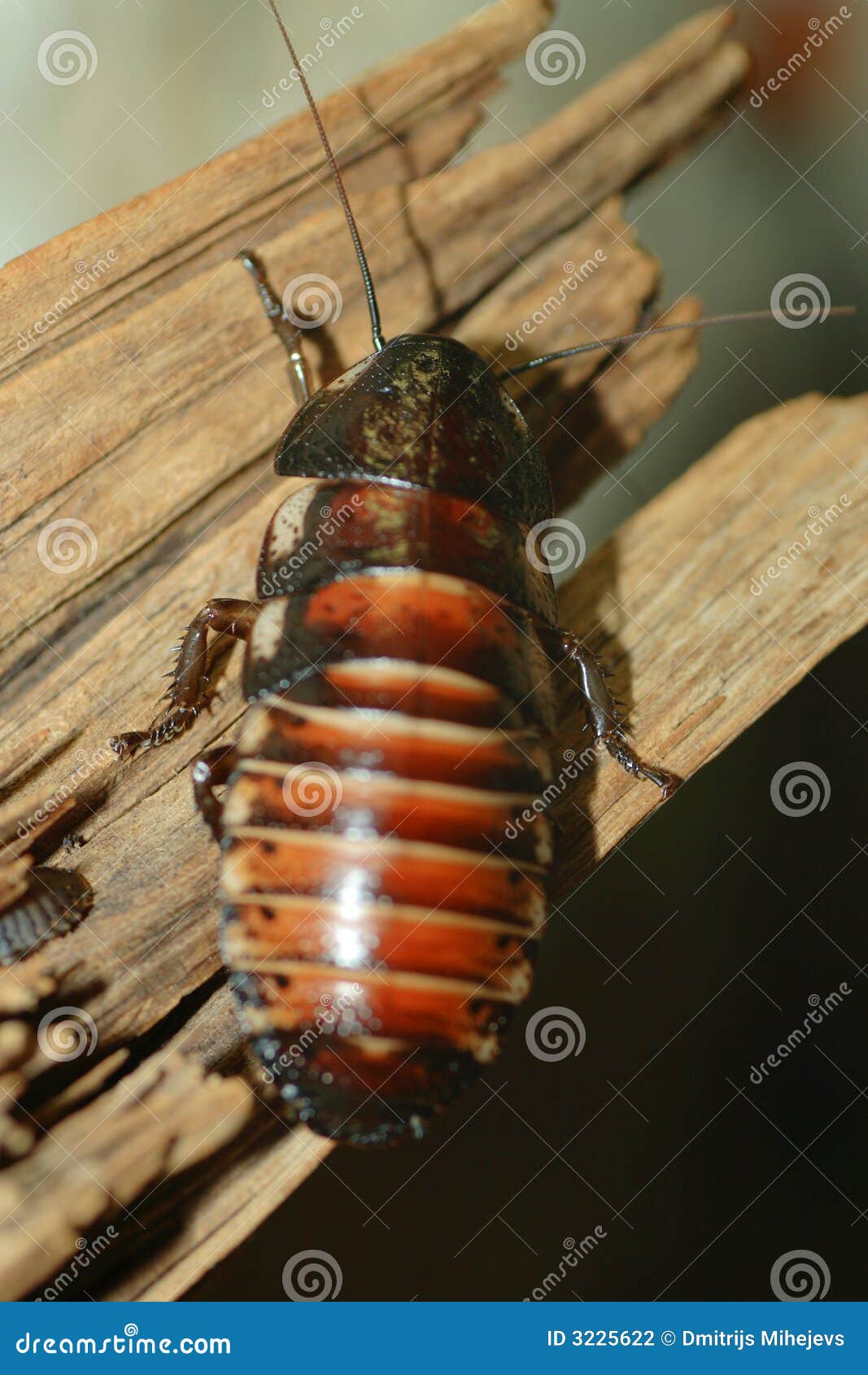 Cockroach stock photo. Image of jungle, brown, wood, pest - 3225622