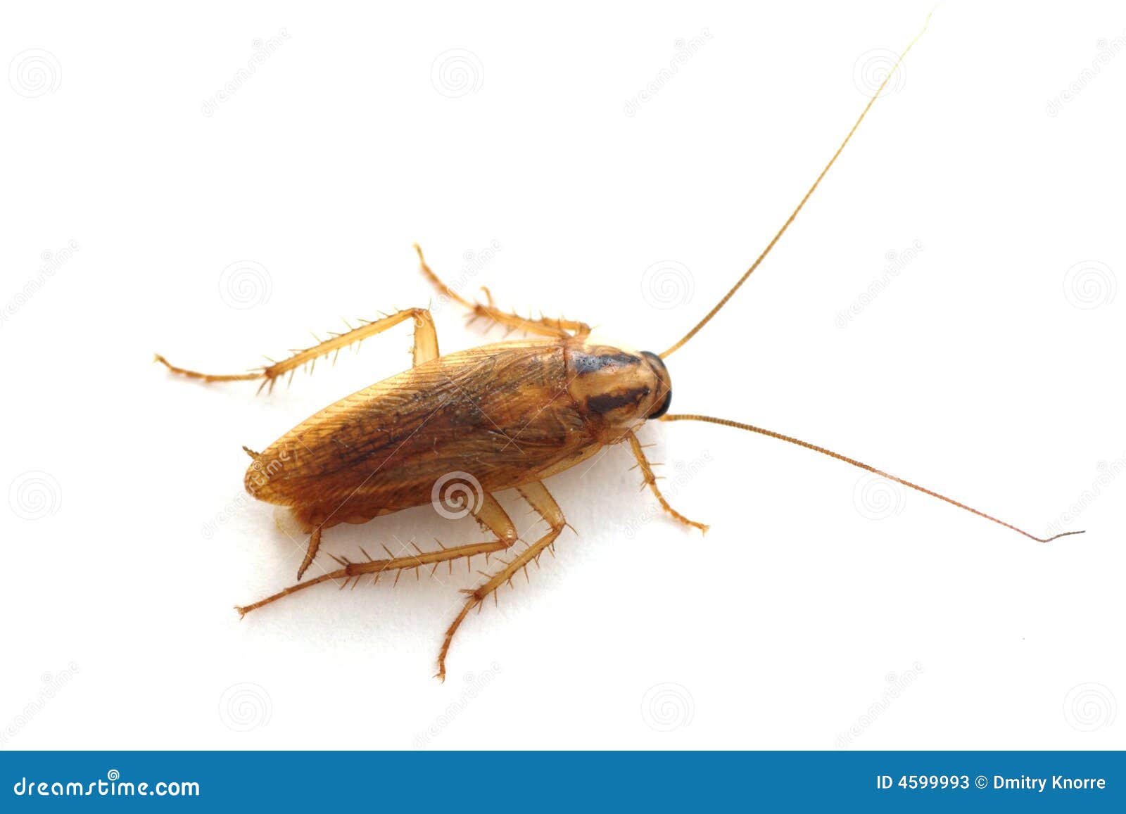 Cockroach stock image. Image of organism, ugliness, animals - 4599993