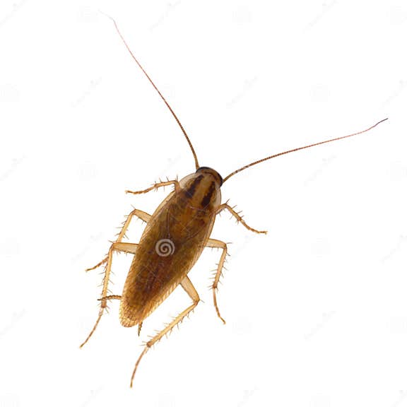 Cockroach stock photo. Image of details, disgust, white - 4854270