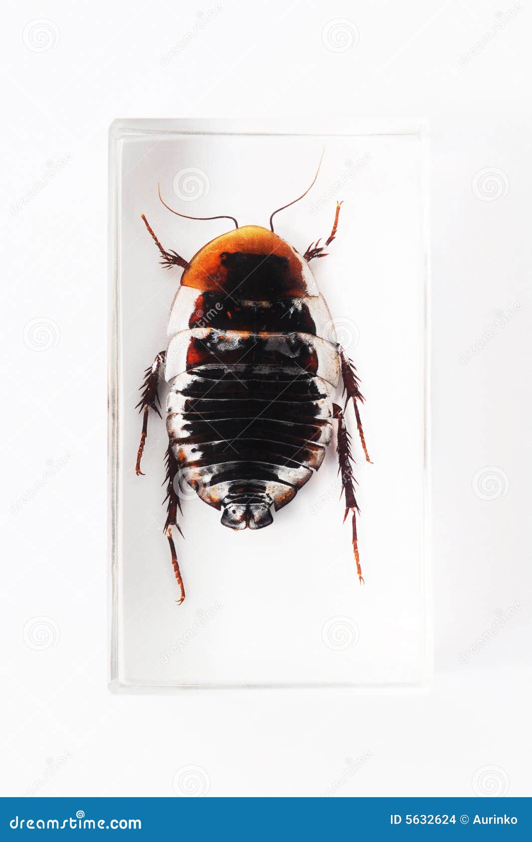 Chinese Cockroach Stock Photos - Free & Royalty-Free Stock Photos from ...