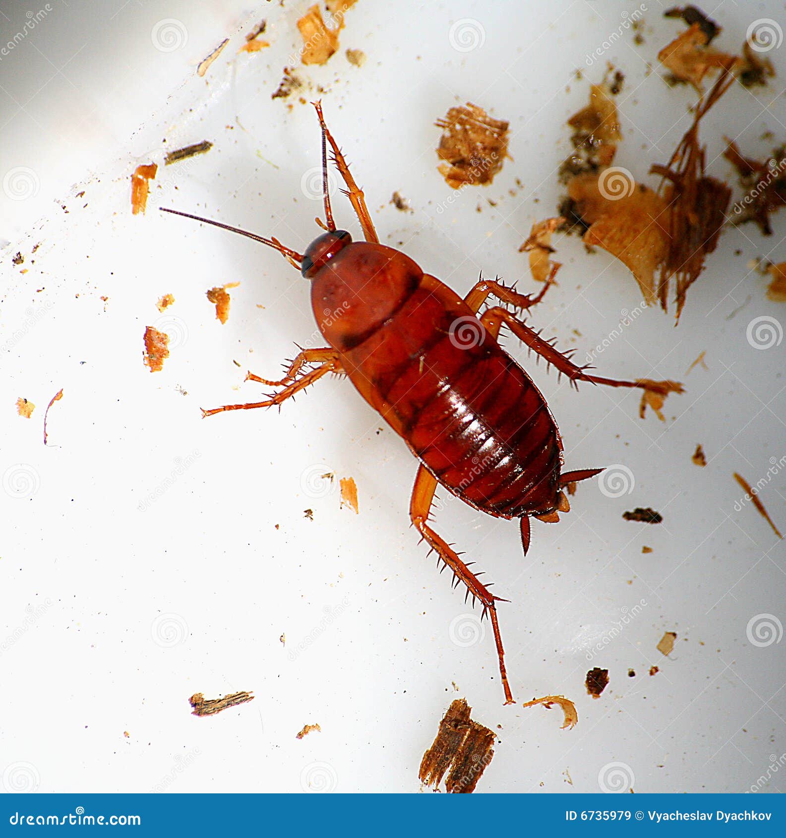 Cockroach stock image. Image of abdomen, crawly, beetle - 6735979