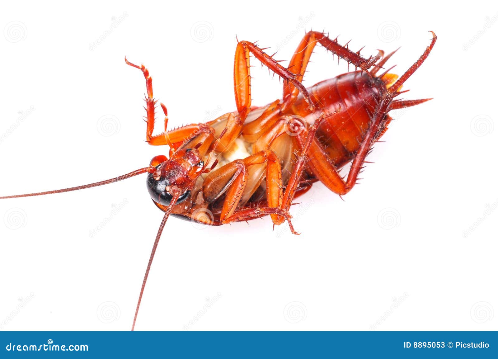 Cockroach stock image. Image of carcass, health, creature - 8895053