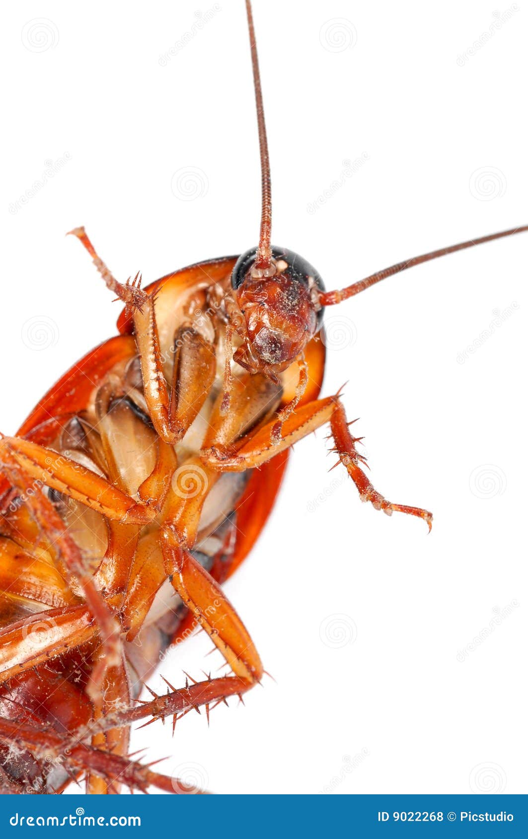 Cockroach stock photo. Image of isolated, hairy, beetle - 9022268