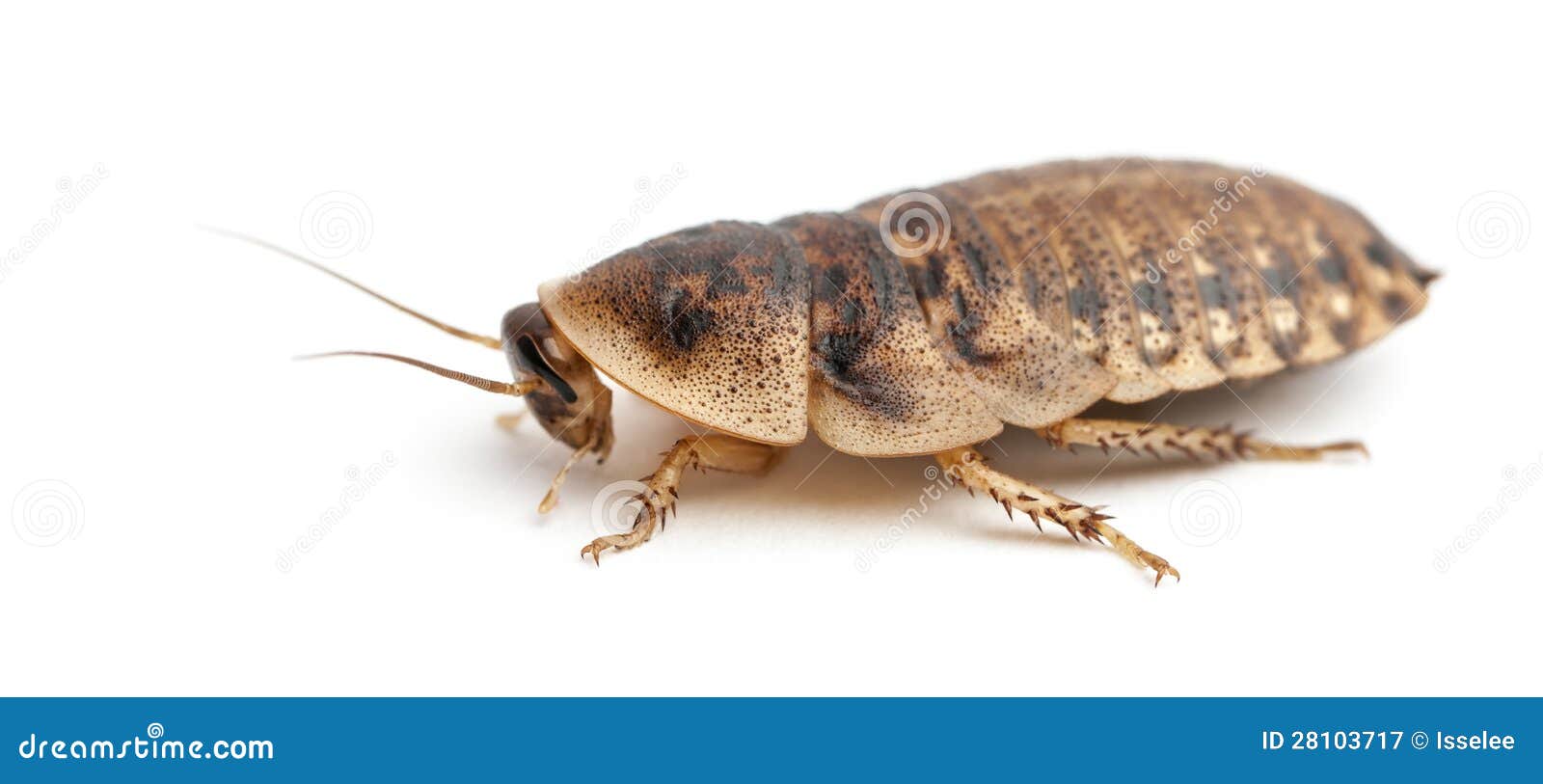 Cockroach Against White Background Stock Image - Image of alone, side ...
