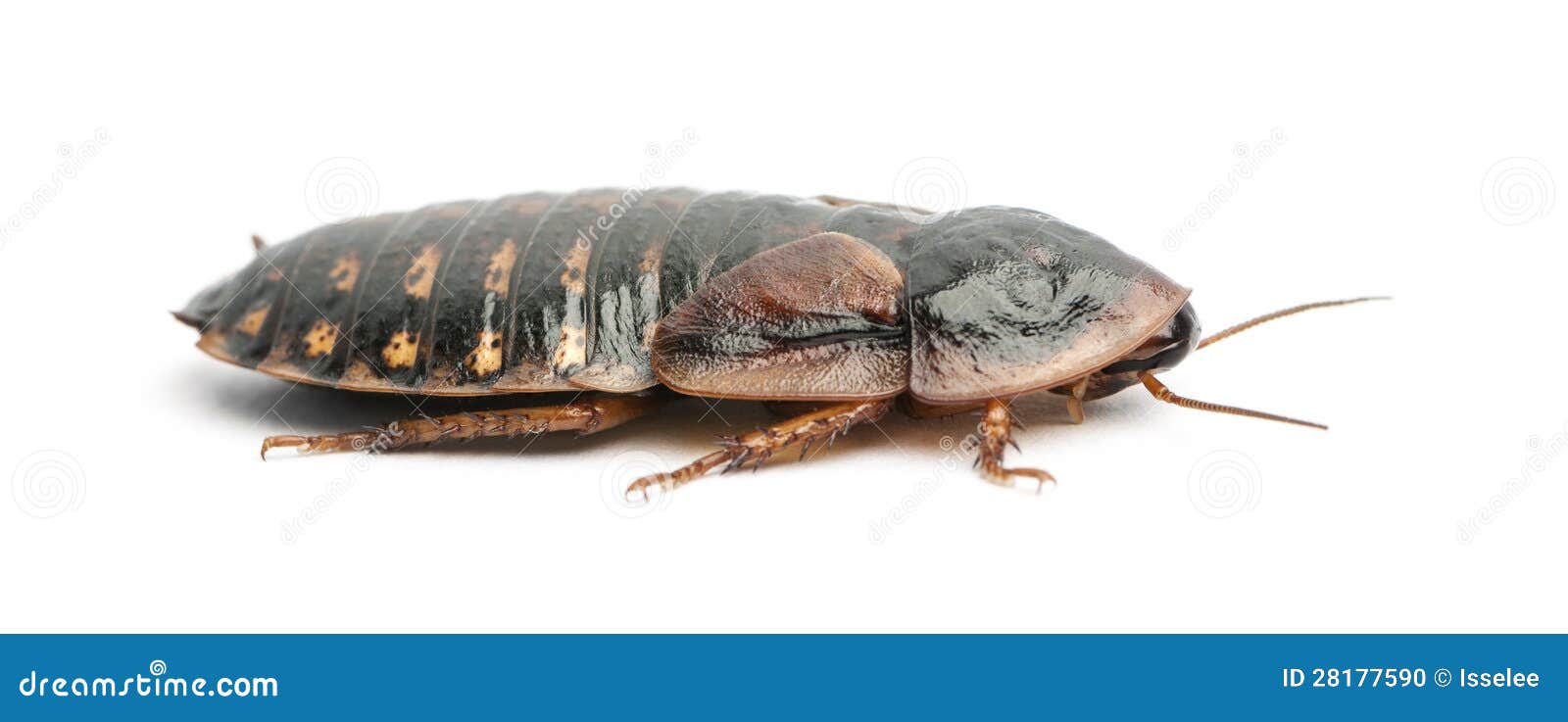 Cockroach Against White Background Stock Photo - Image of white ...