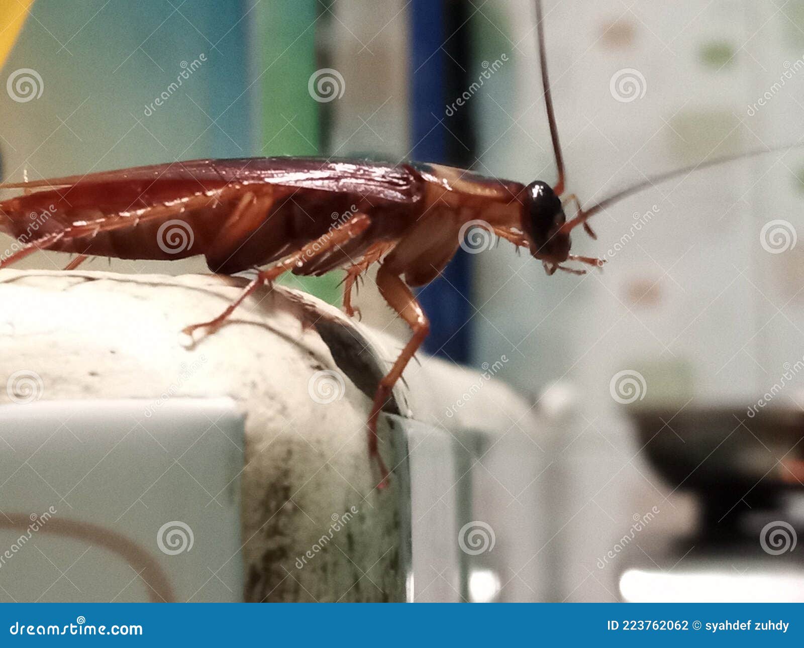 Cockroach stock photo. Image of animal, photoblur, animals - 223762062