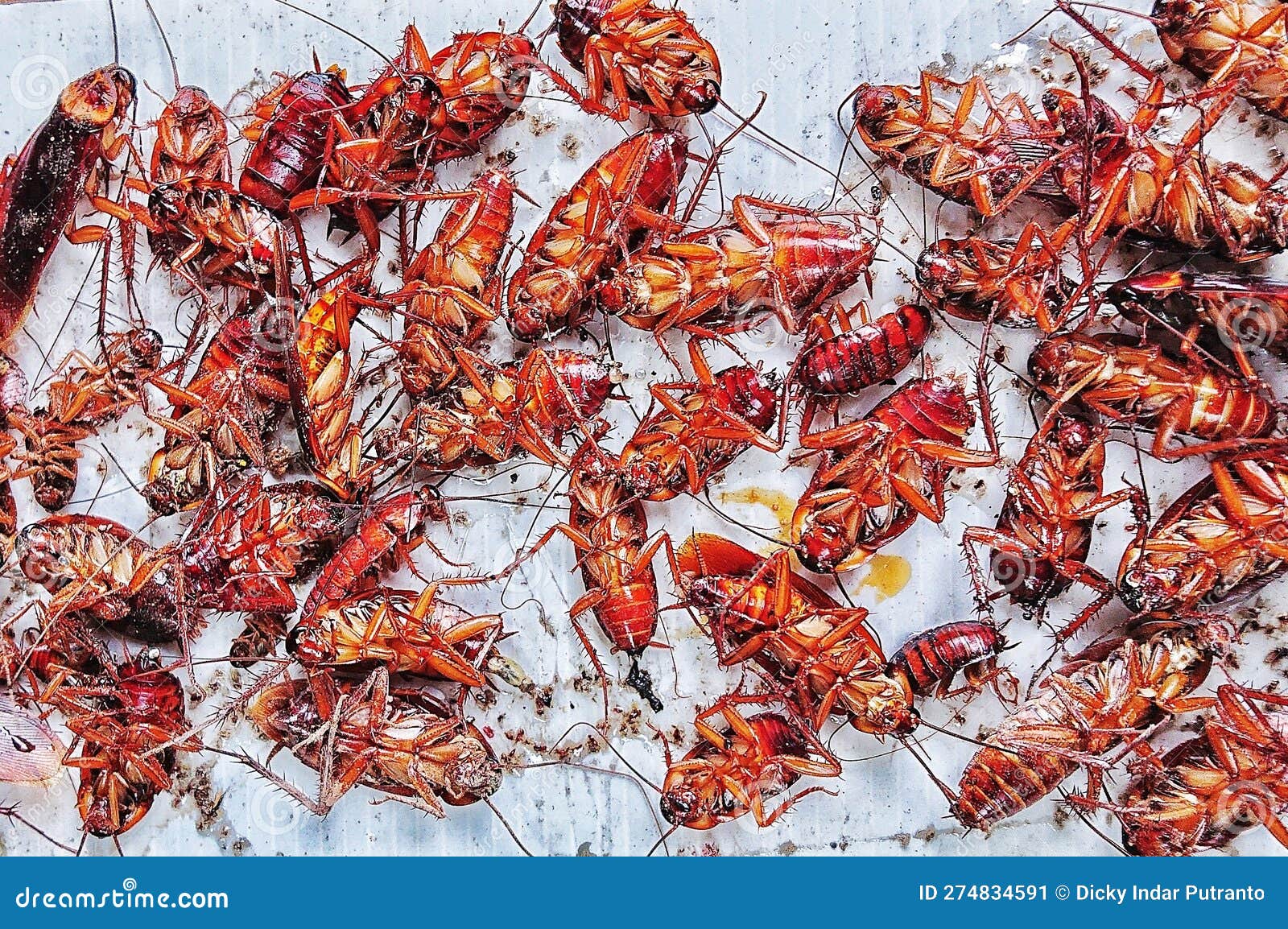 Cockroach Background in Large Quantities Stock Image - Image of brown ...