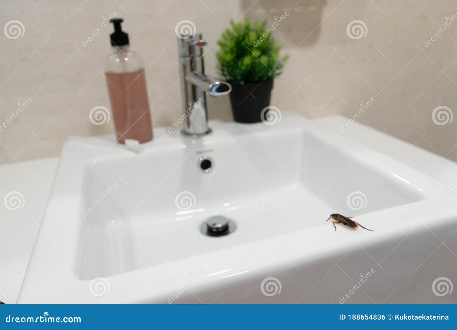 Cockroach in the Bathroom on the Sink. the Problem with Insects Stock ...
