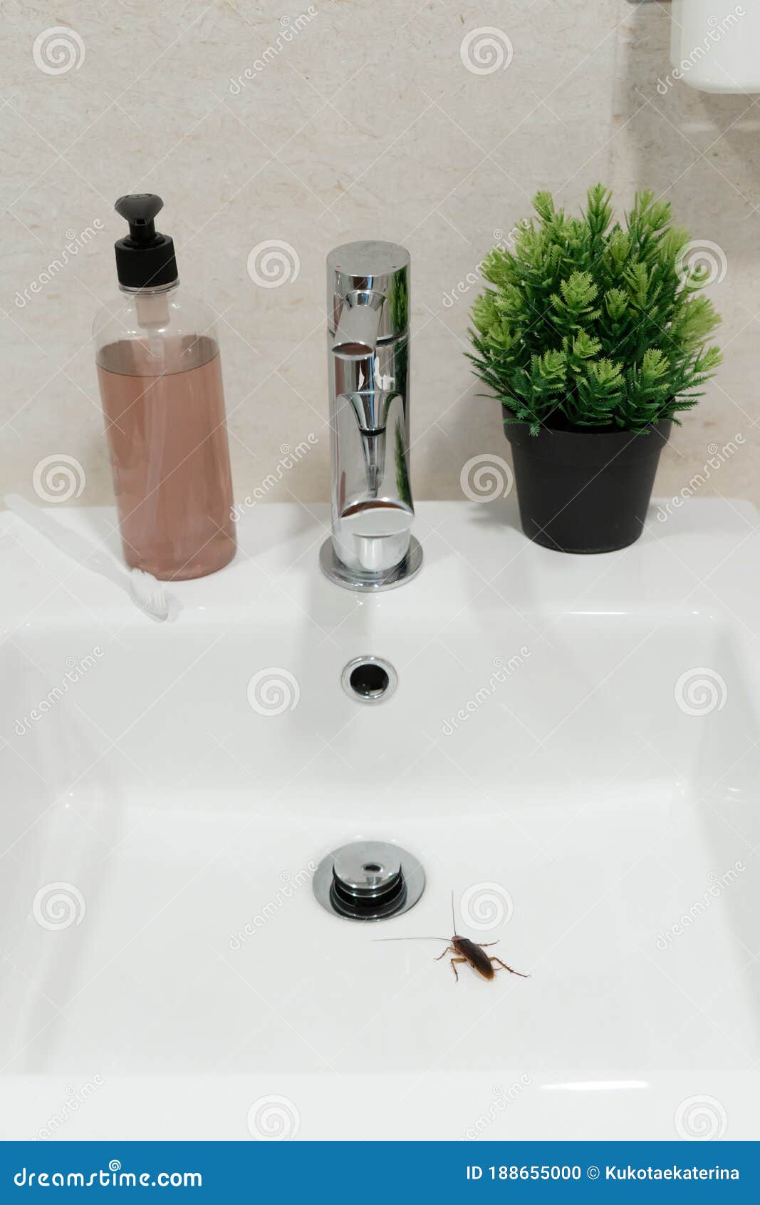 Cockroach in the Bathroom on the Sink. the Problem with Insects Stock ...
