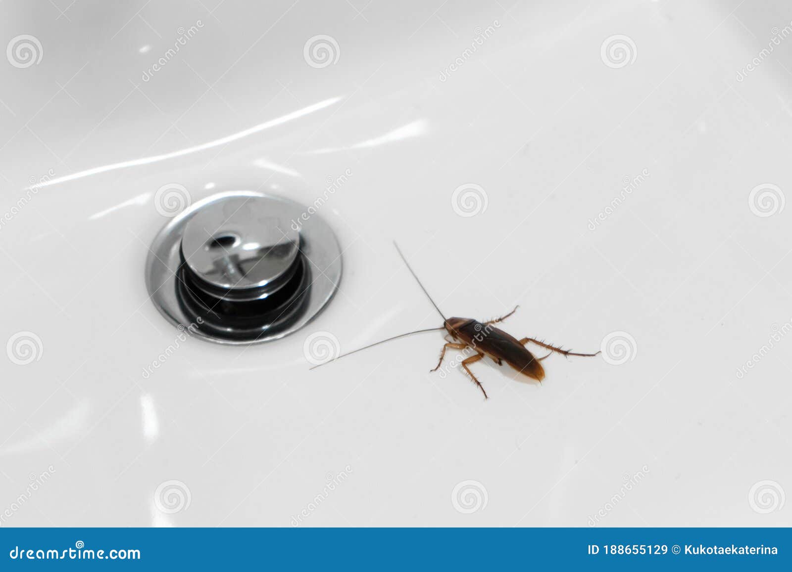 Cockroach in the Bathroom on the Sink. the Problem with Insects Stock ...