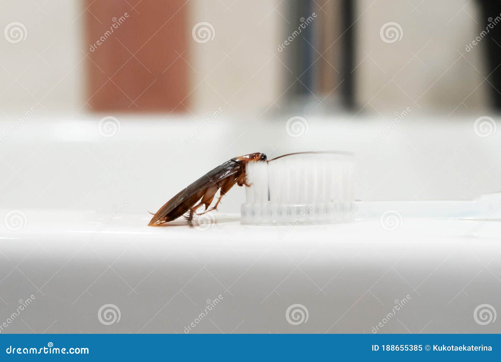 Cockroach in the Bathroom on the Sink. the Problem with Insects Stock ...