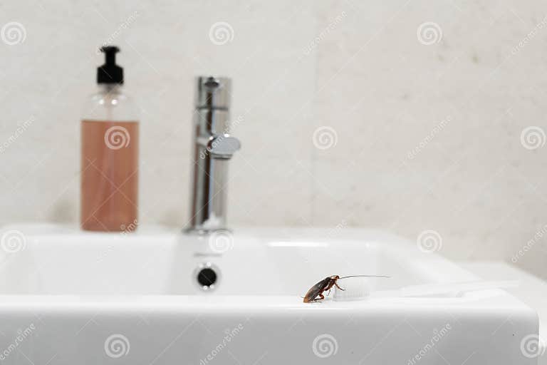 Cockroach in the Bathroom on the Sink. the Problem with Insects Stock ...