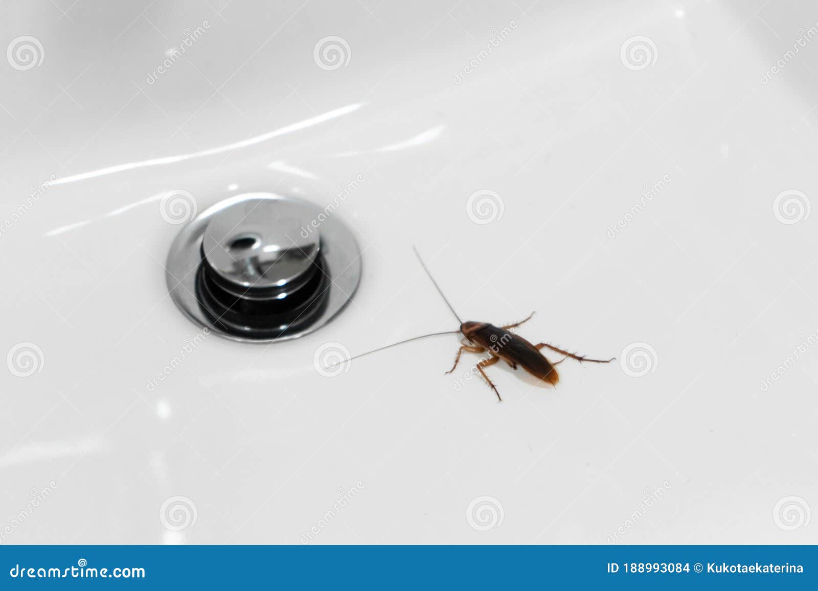 Cockroach in the Bathroom on the Sink. the Problem with Insects Stock ...