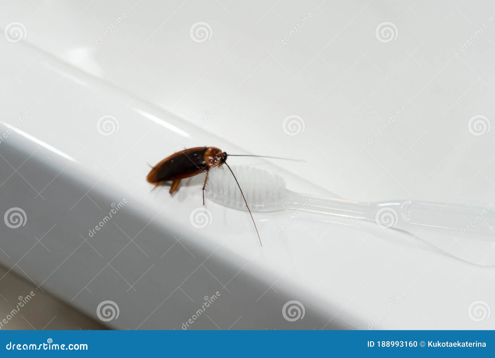 Cockroach in the Bathroom on the Sink. the Problem with Insects Stock ...