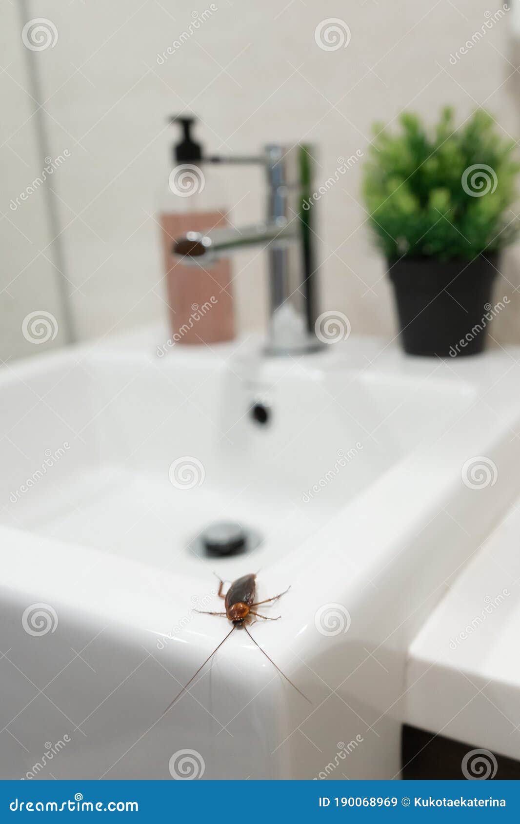 Cockroach in the Bathroom on the Sink. the Problem with Insects Stock ...