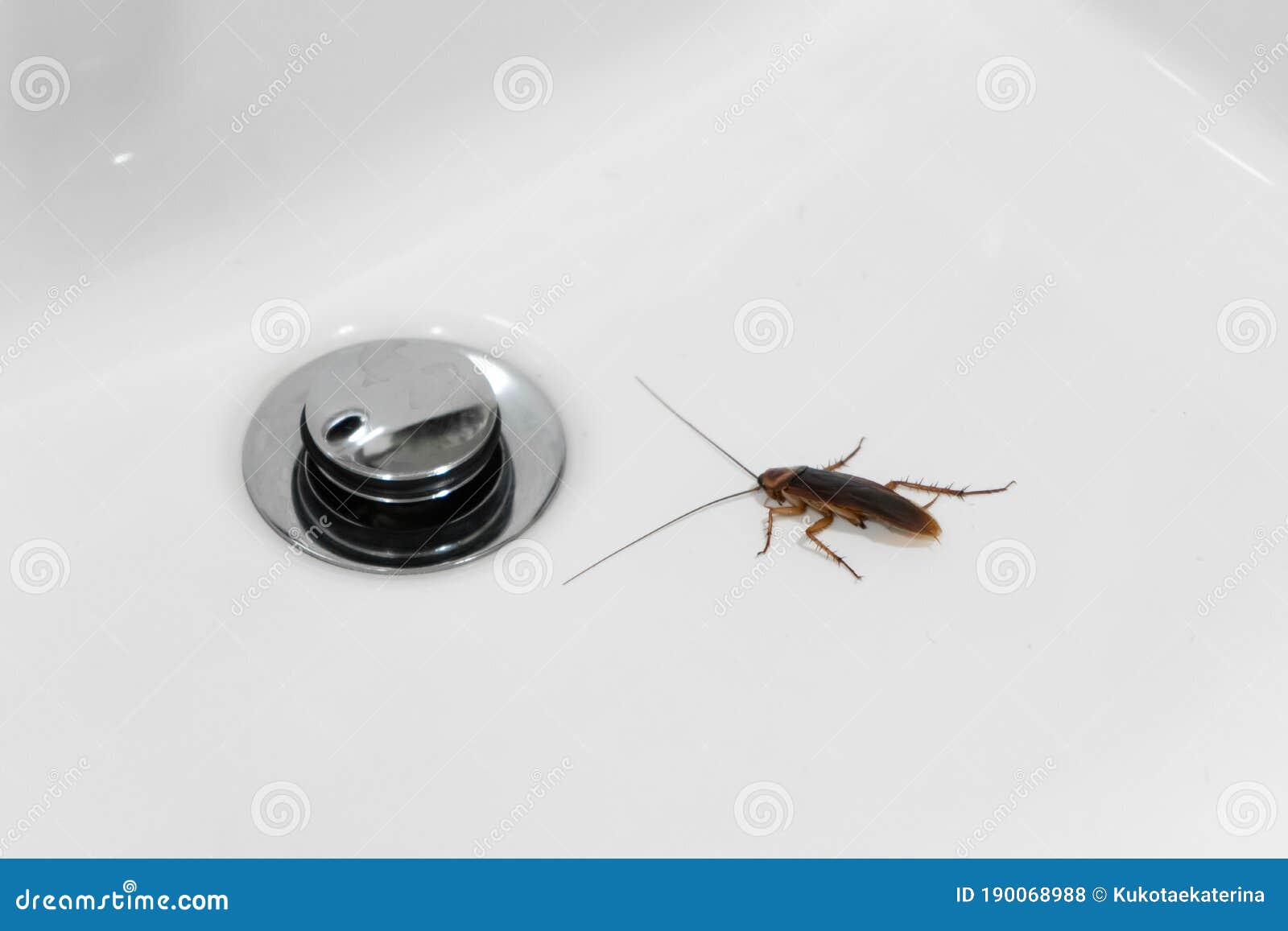 Cockroach in the Bathroom on the Sink. the Problem with Insects Stock ...