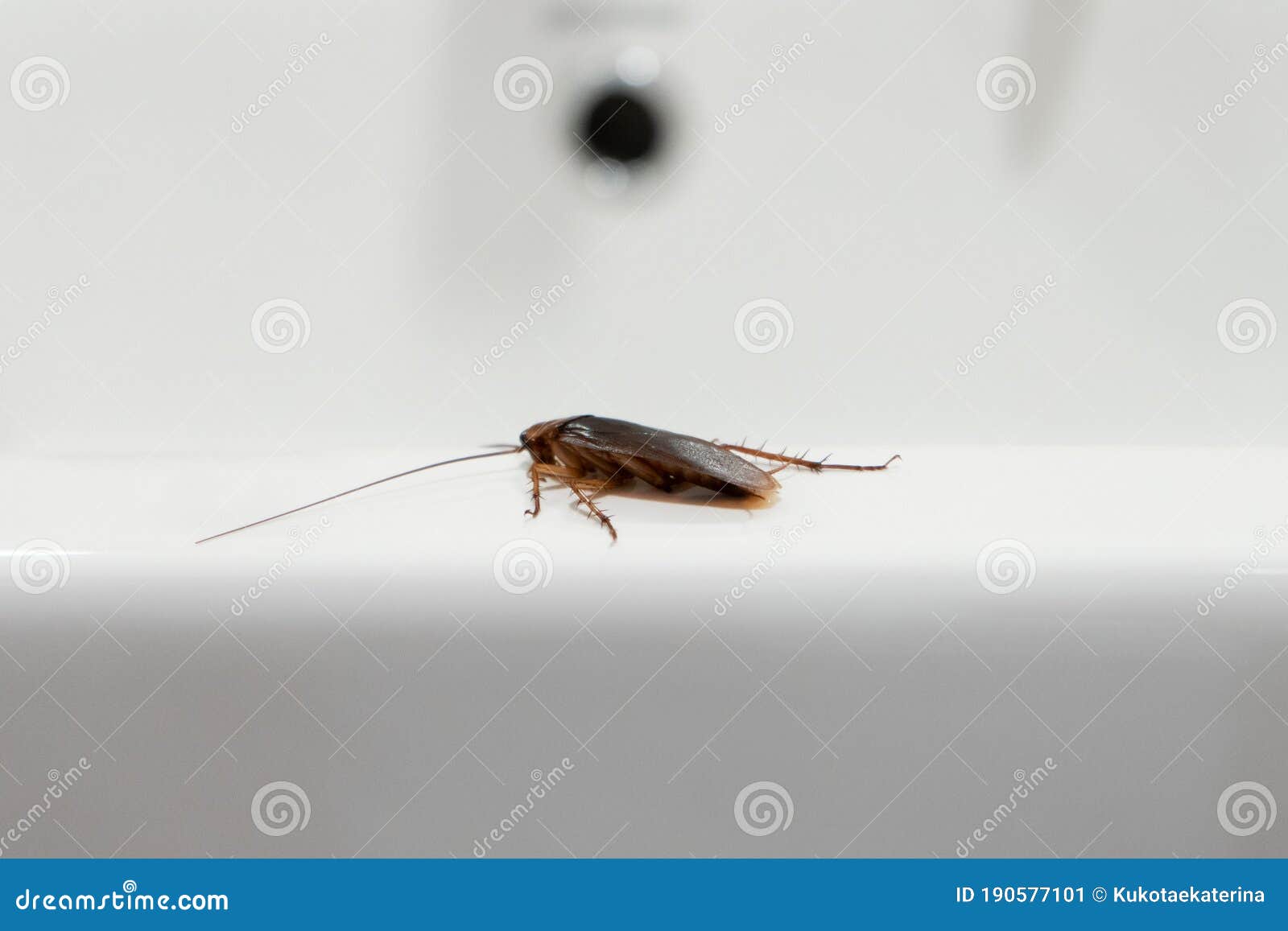 Cockroach in the Bathroom on the Sink. the Problem with Insects Stock ...