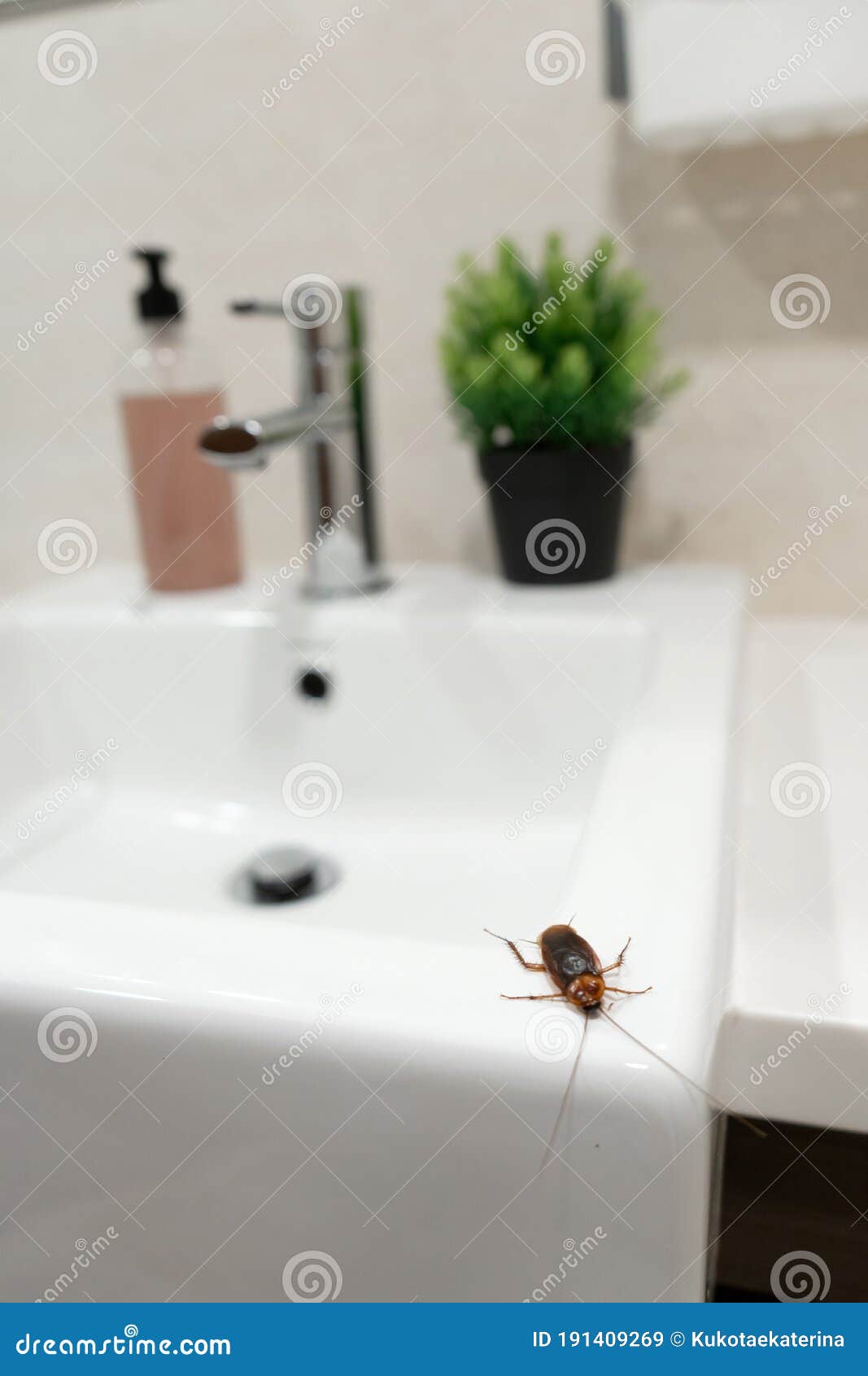Cockroach in the Bathroom on the Sink. the Problem with Insects Stock ...