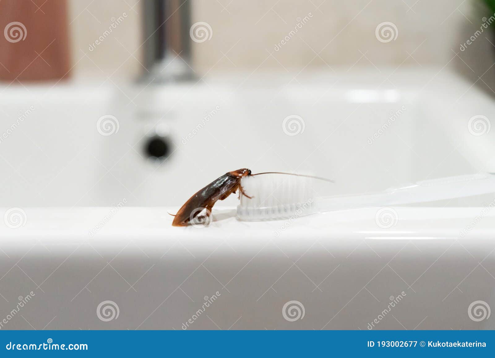Cockroach in the Bathroom on the Sink. the Problem with Insects Stock ...