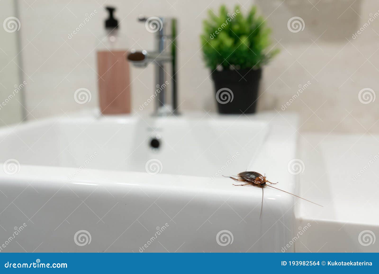 Cockroach in the Bathroom on the Sink. the Problem with Insects Stock ...
