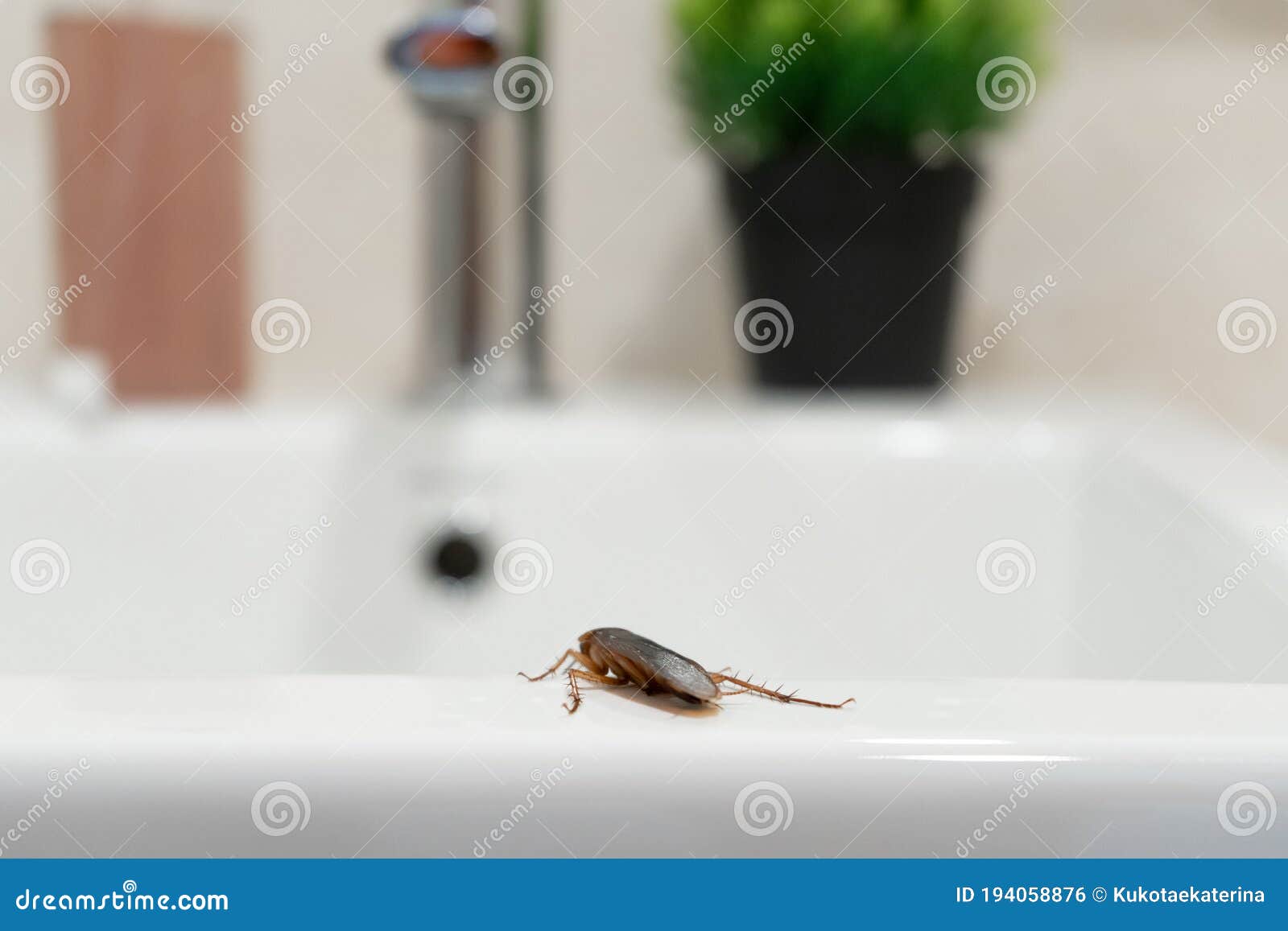 Cockroach in the Bathroom on the Sink. the Problem with Insects Stock ...