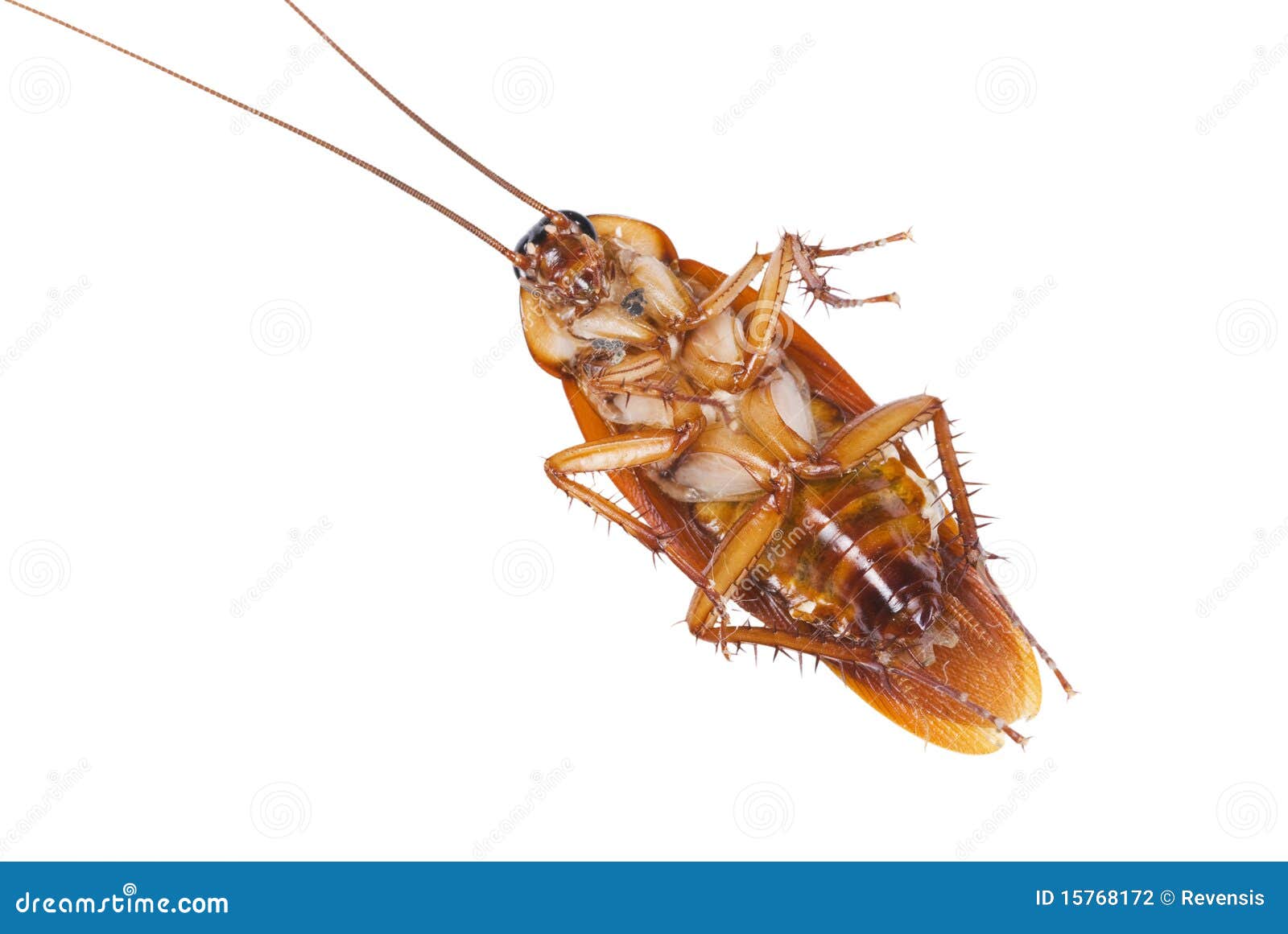 Cockroach Be Killed a Moment Ago. Stock Photo - Image of cockroach ...