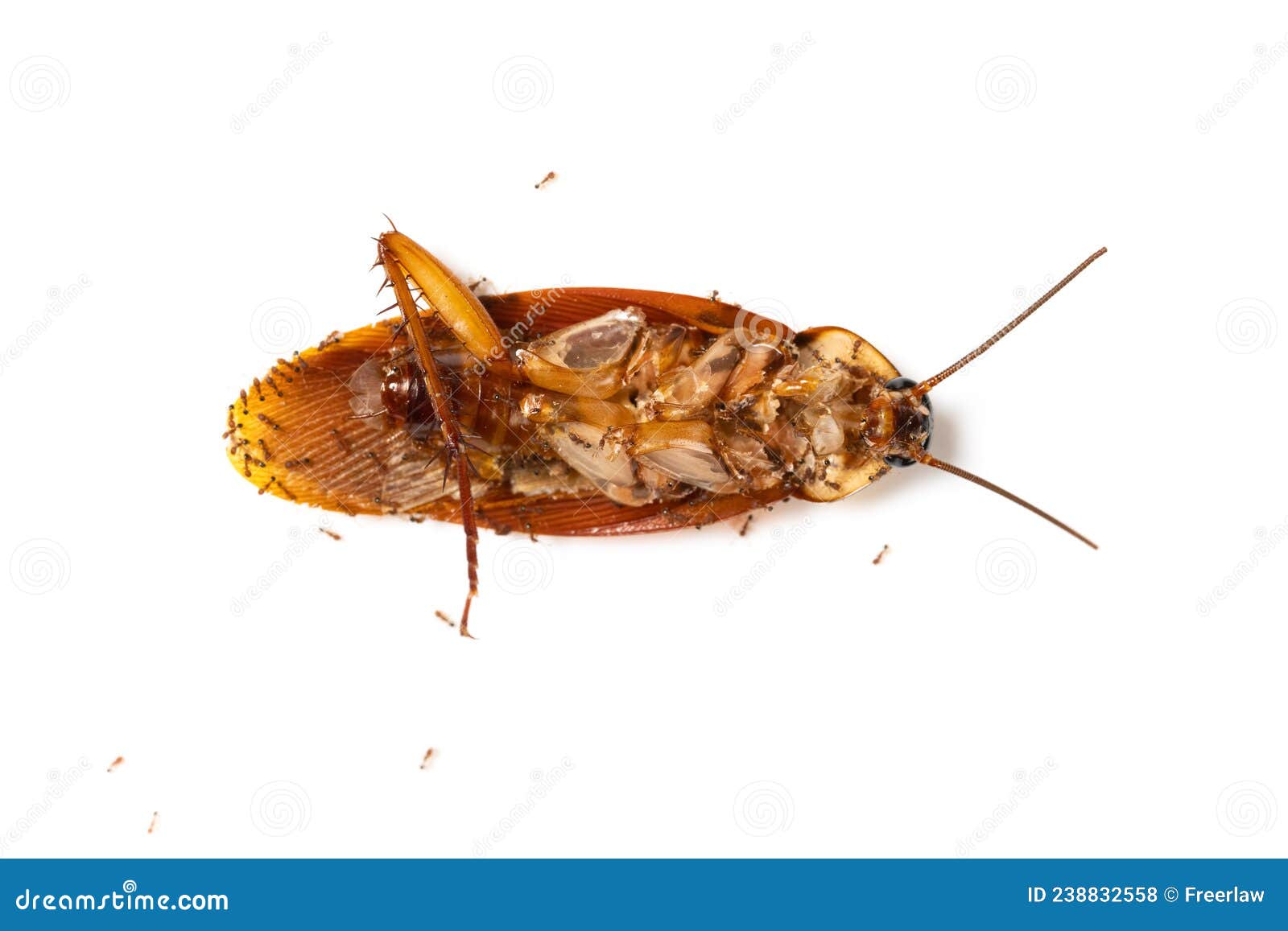 Top View Of Cockroach On Wall Texture Royalty-Free Stock Image ...