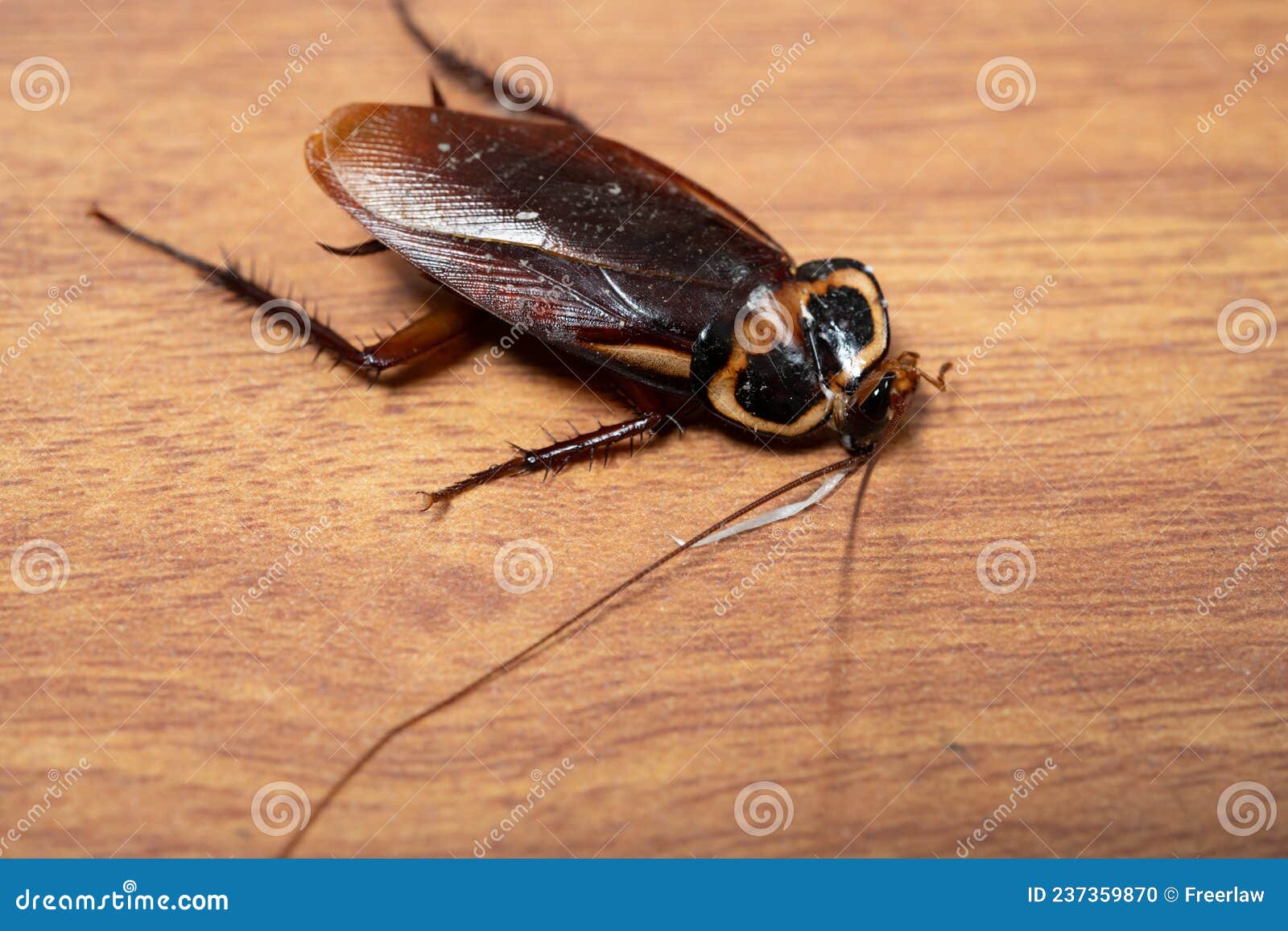A Cockroach Being Smashed on the Ground Stock Photo - Image of dirt ...