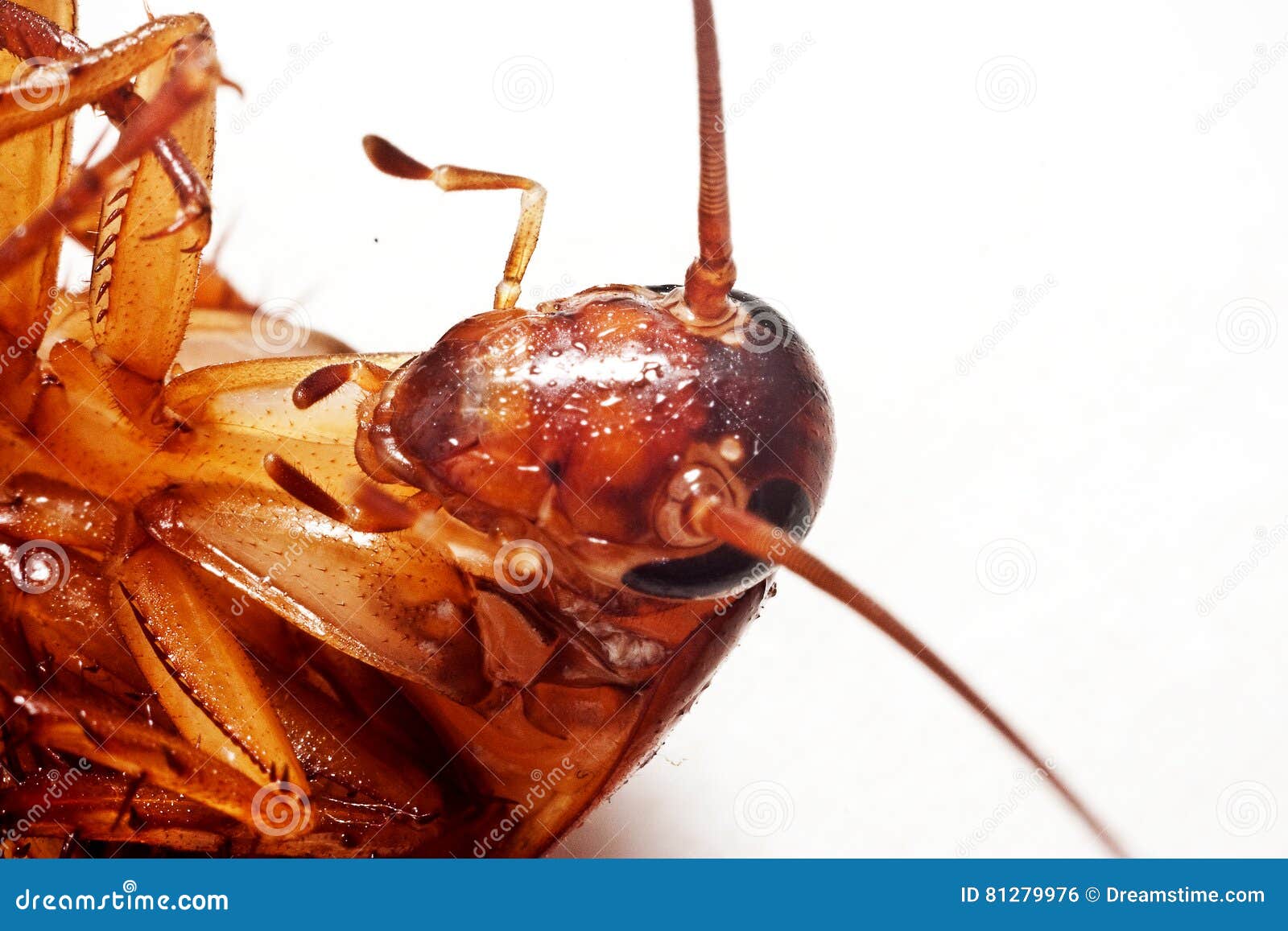 Cockroach stock photo. Image of wildlife, wild, naturelover - 81279976