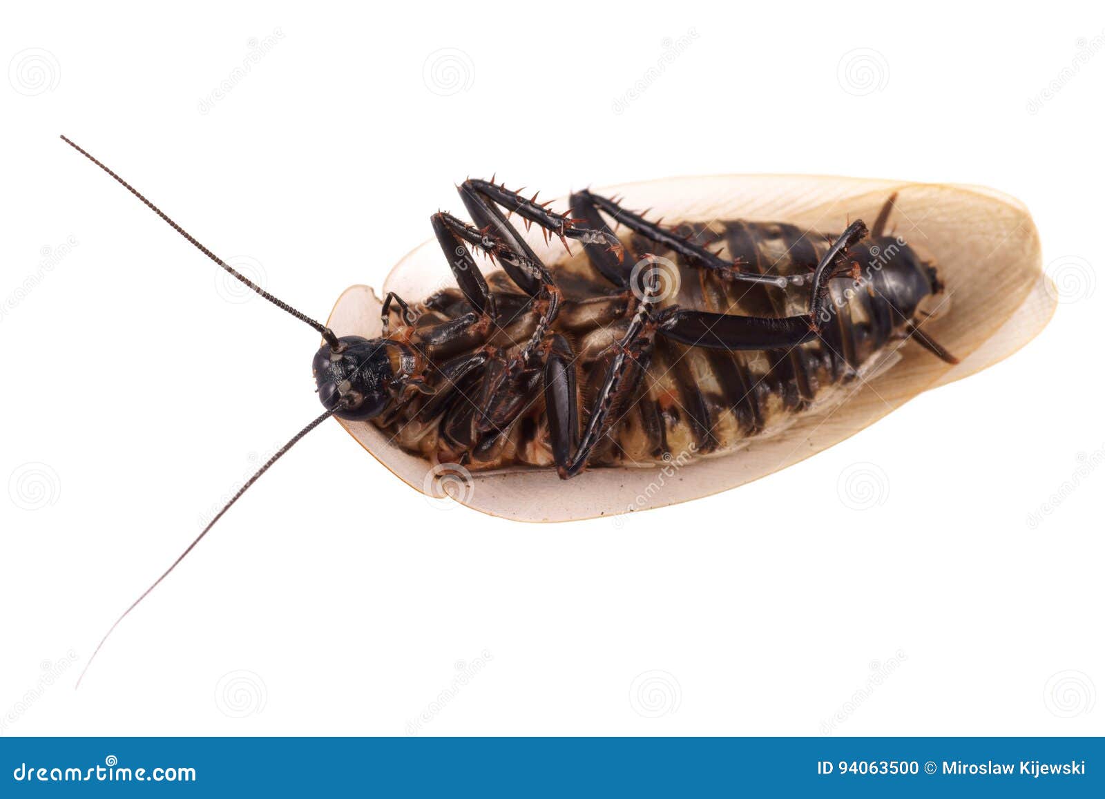 Cockroach Blaberus Craniifer, Lying on Your Back on a White Background ...