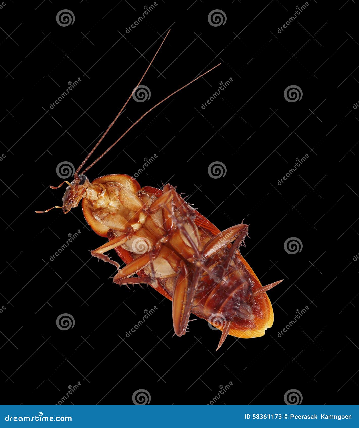 Cockroach on Black Background Stock Image - Image of crawly, body: 58361173