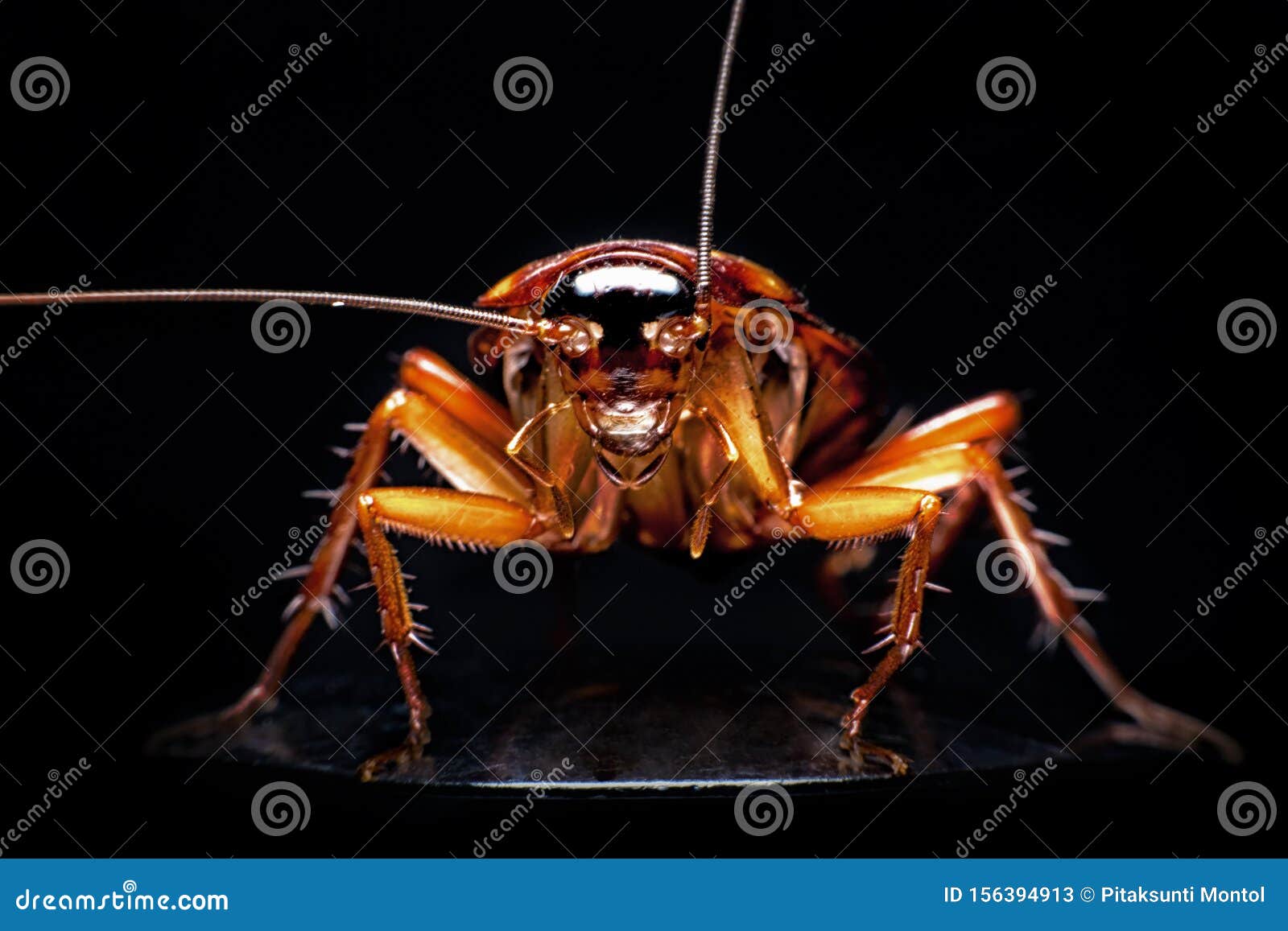 Cockroach on Black Background Stock Image - Image of head, brown: 156394913