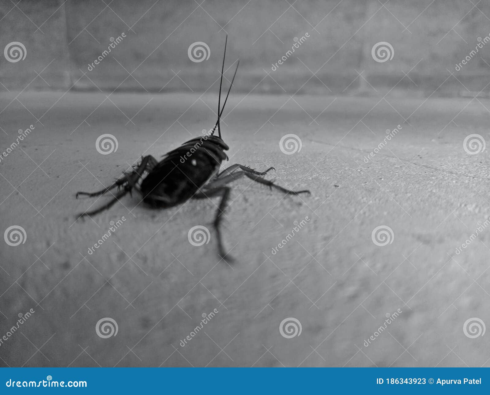 Cockroach Black and White Stock Image Stock Image - Image of black ...