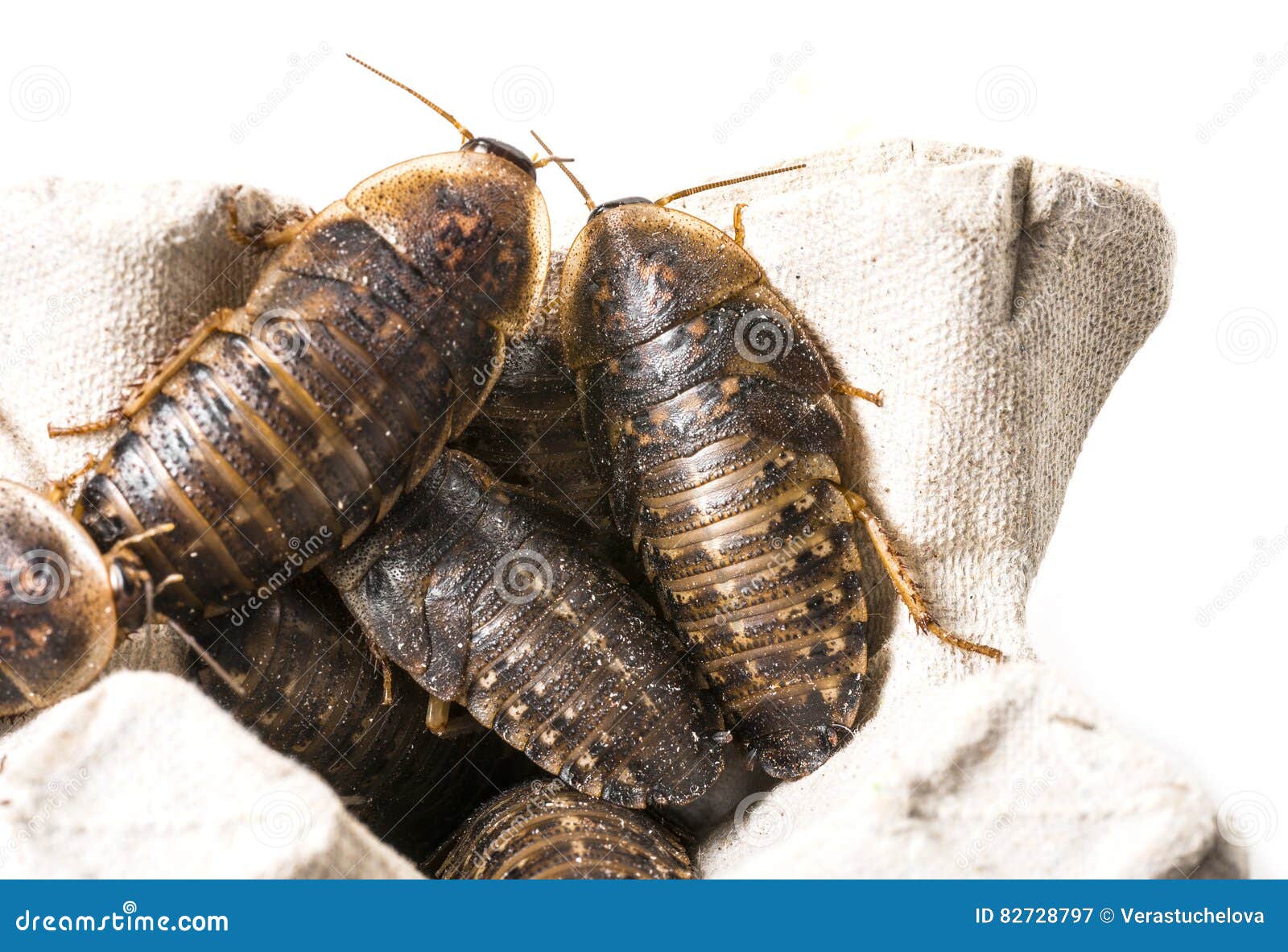 Blaptica Dubia, Dubia Roach, Also Known As The Orange-spotted Roach In ...