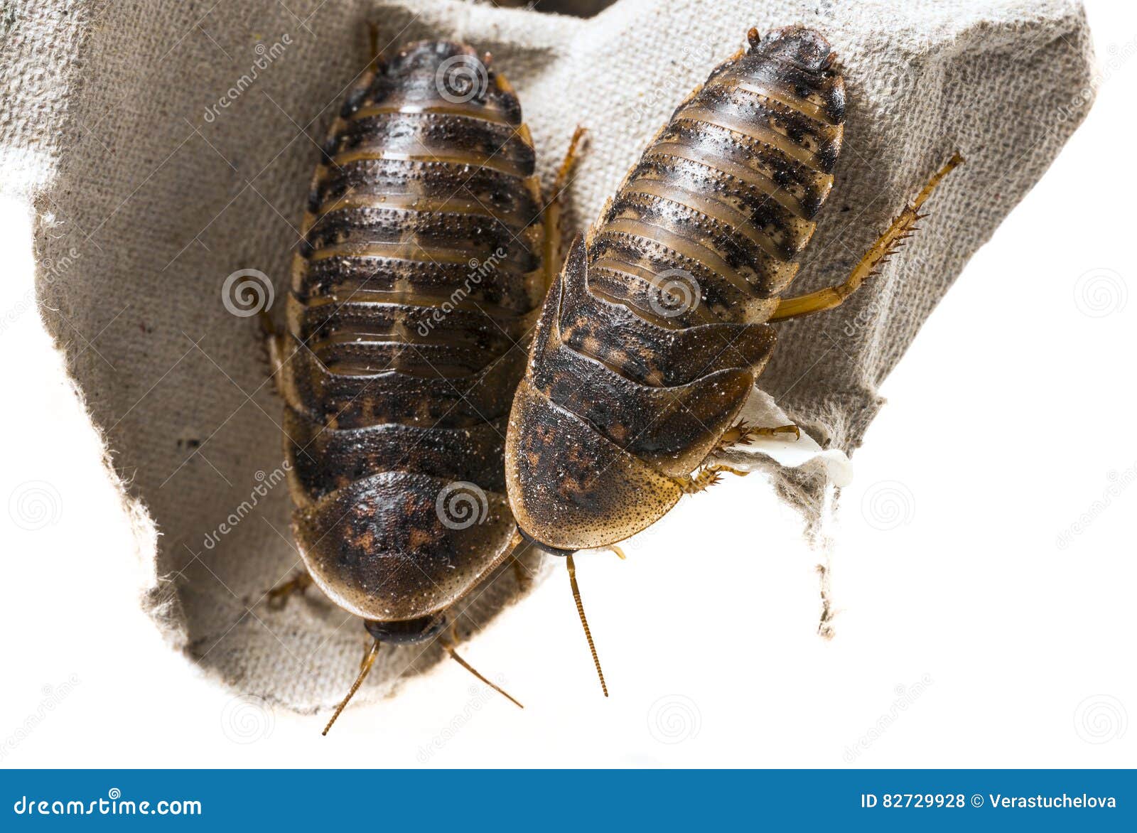 Cockroach - Blaptica dubia stock photo. Image of dubia - 82729928