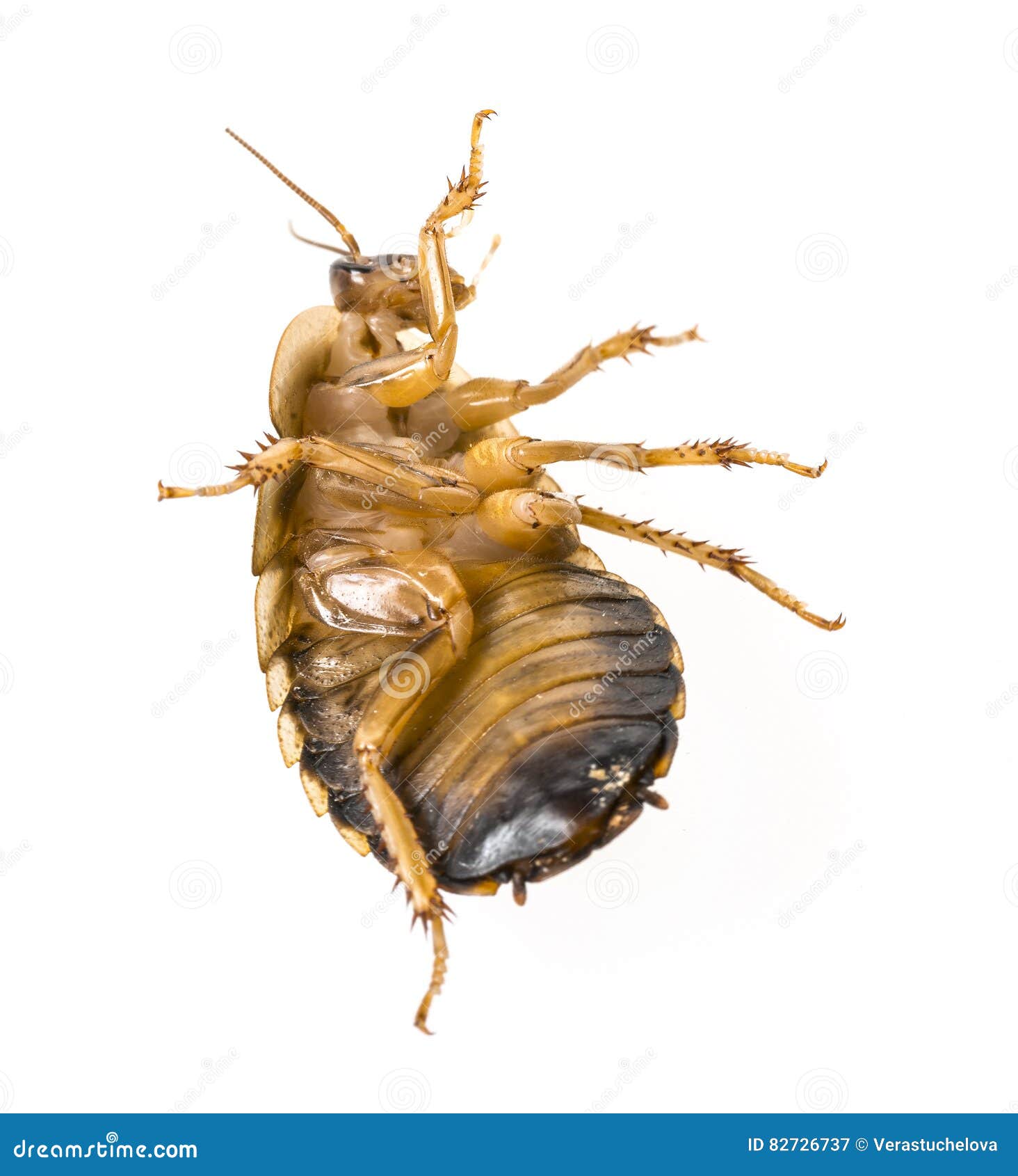 Cockroach - Blaptica dubia stock image. Image of dubia - 82726737