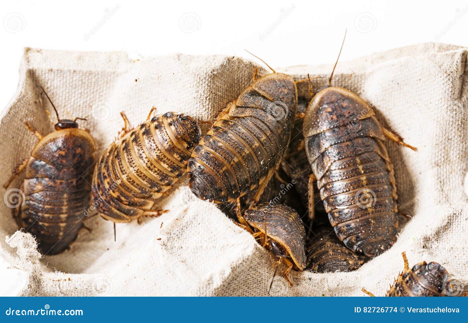 Blaptica Dubia, Dubia Roach, Also Known As The Orange-spotted Roach In ...