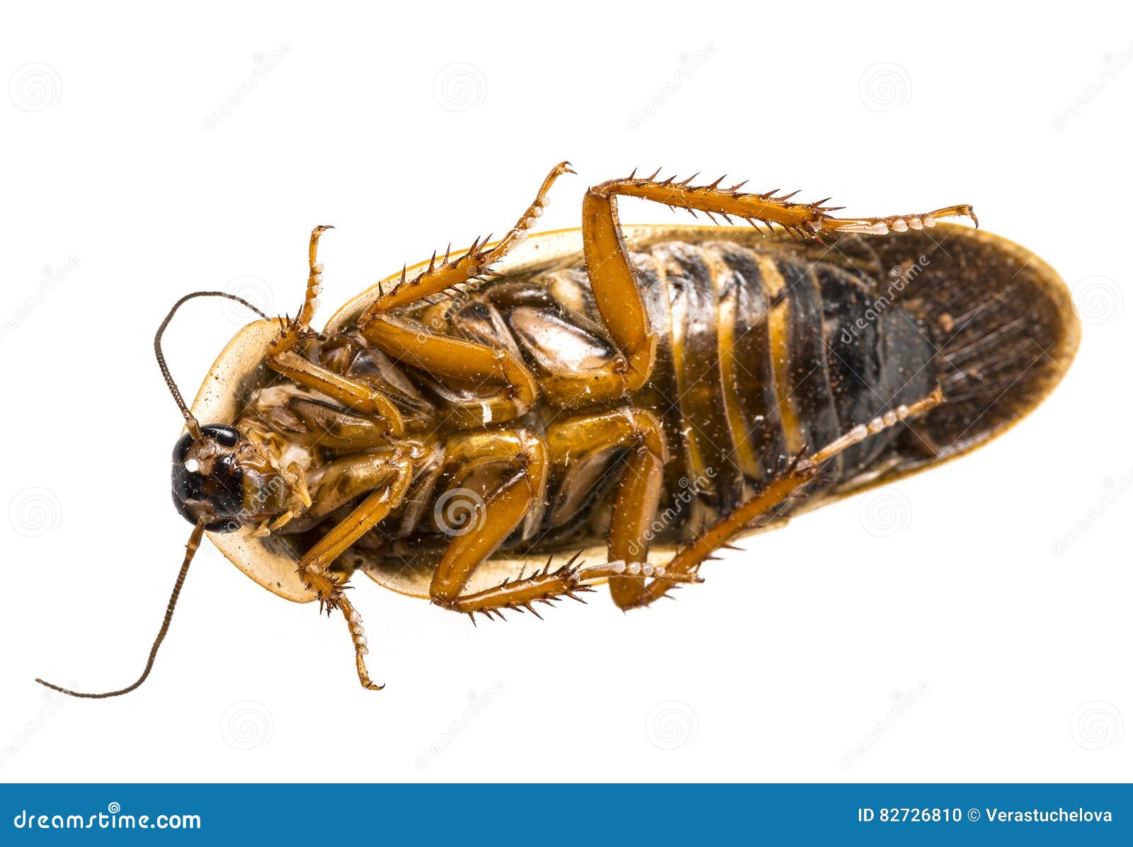 Blaptica Dubia, Dubia Roach, Also Known As The Orange-spotted Roach In ...
